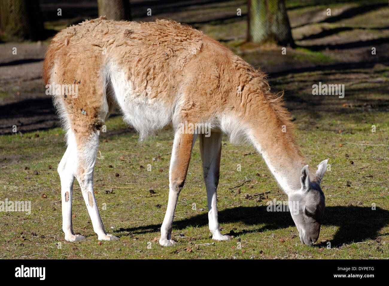 Guanaco (Lama guanicoe) is a camelid native to South America that ...