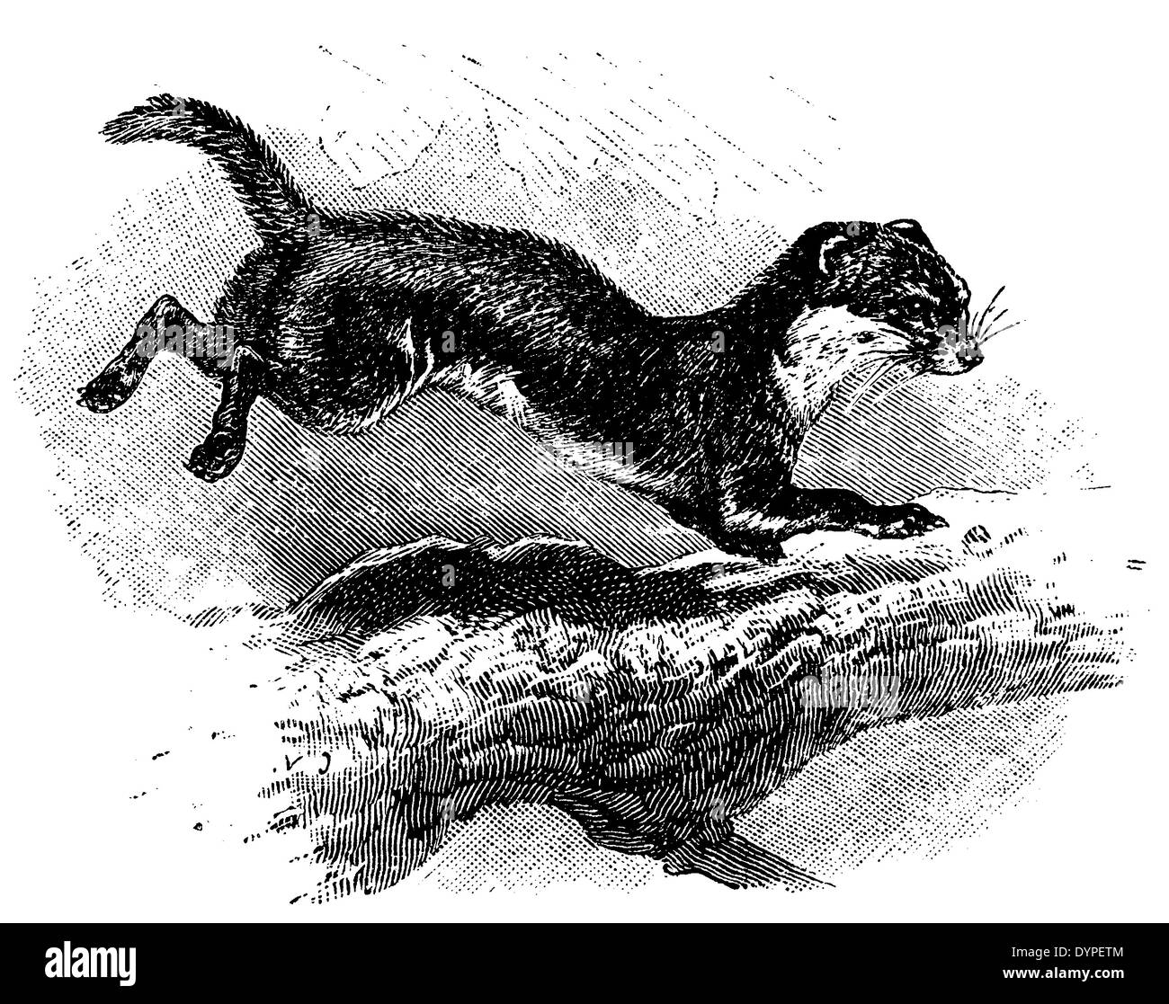 Weasel illustration Black and White Stock Photos & Images - Alamy