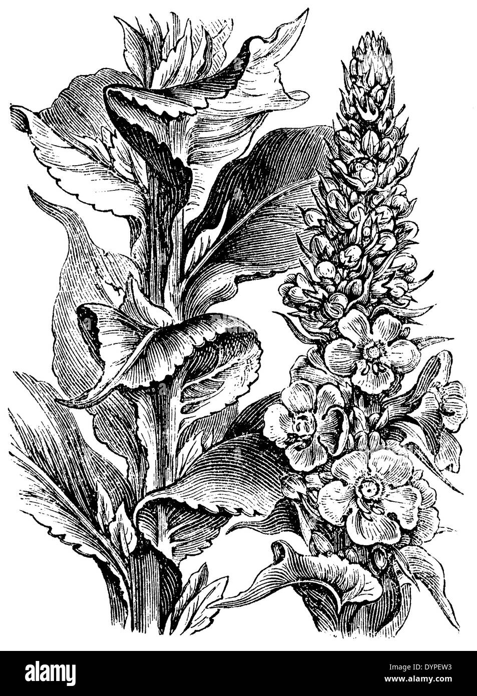 Mullein plant Cut Out Stock Images & Pictures - Alamy