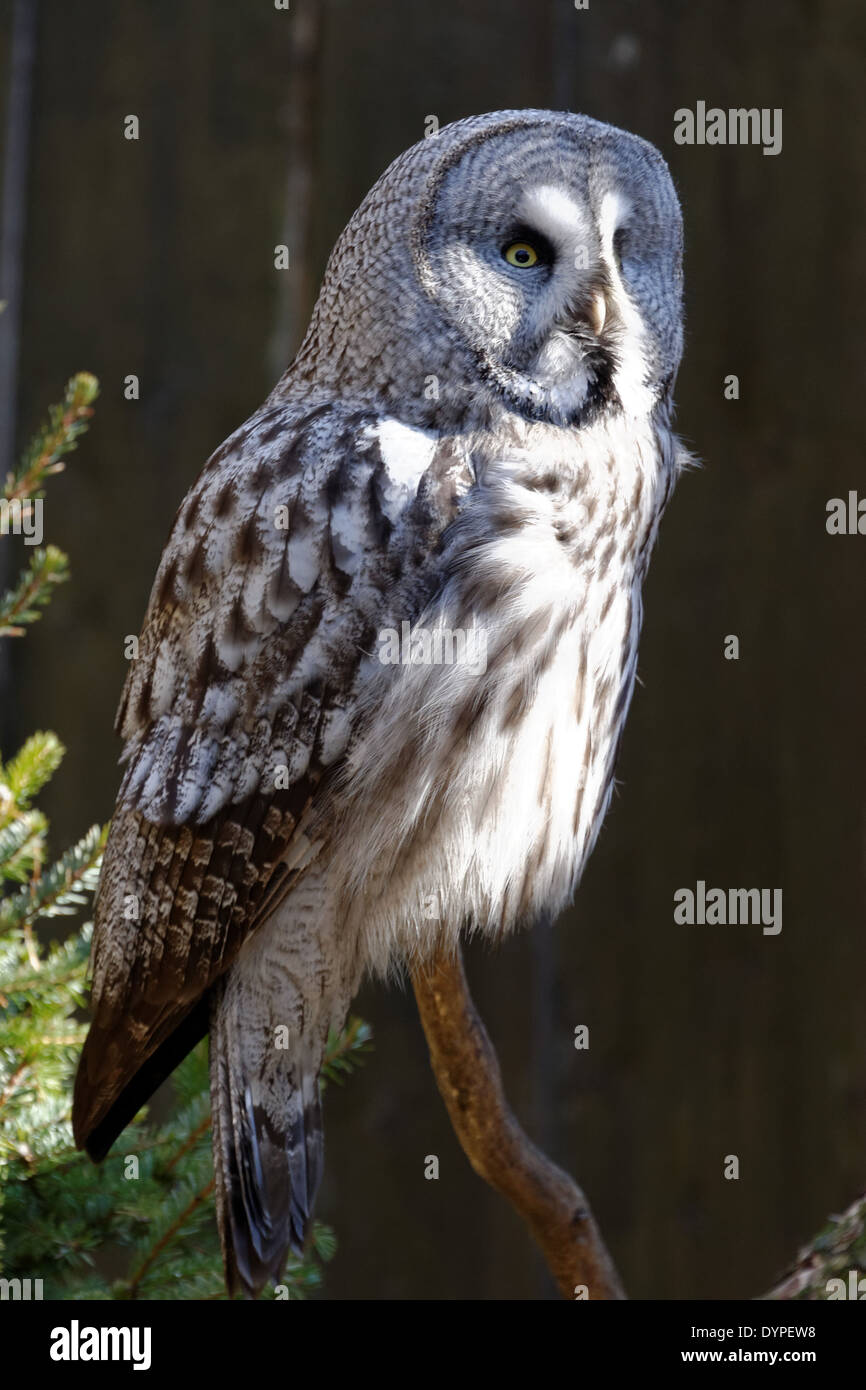 Grey owl hi-res stock photography and images - Alamy