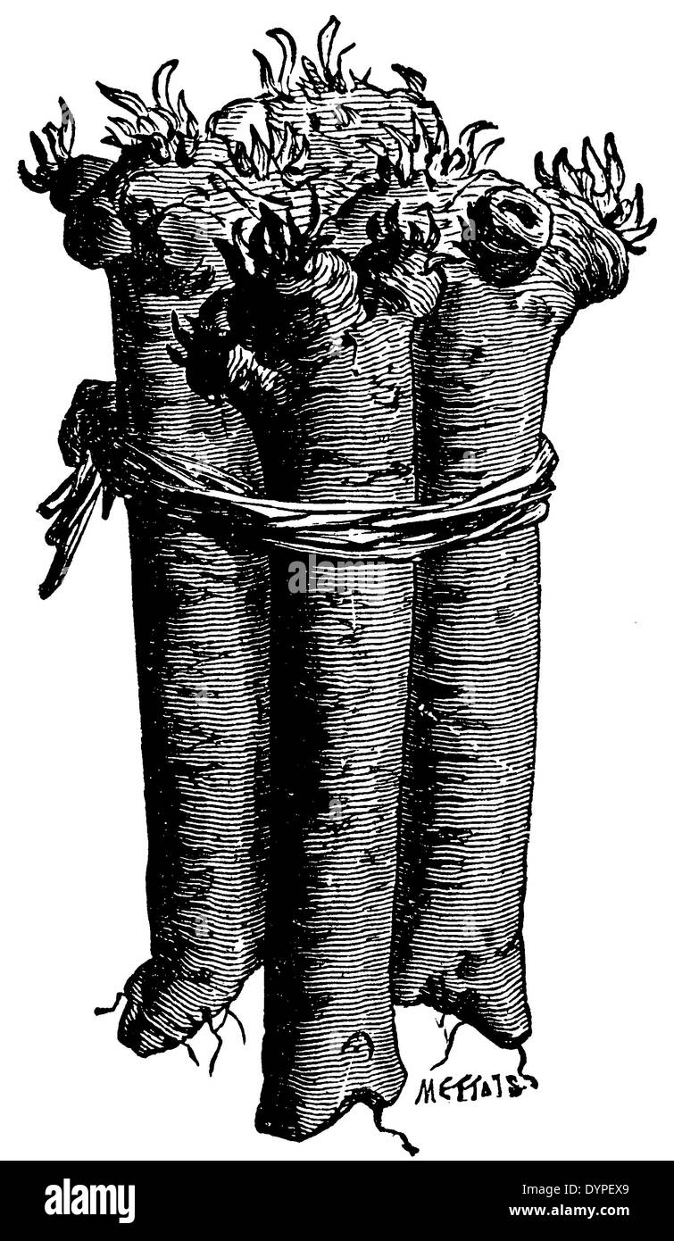 Kreuzblutlergewachse hi-res stock photography and images - Alamy