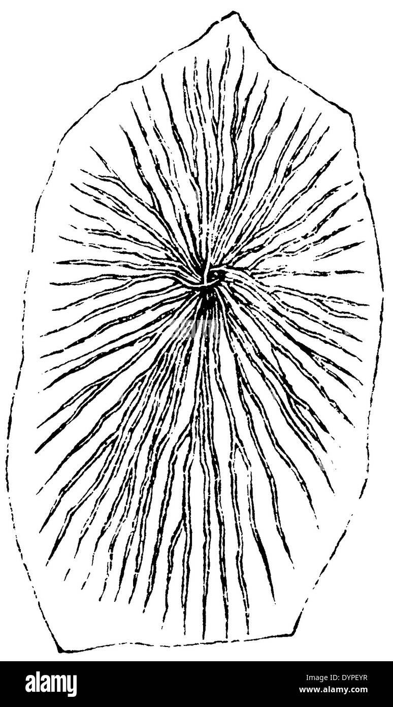 Radiata Black and White Stock Photos & Images - Alamy