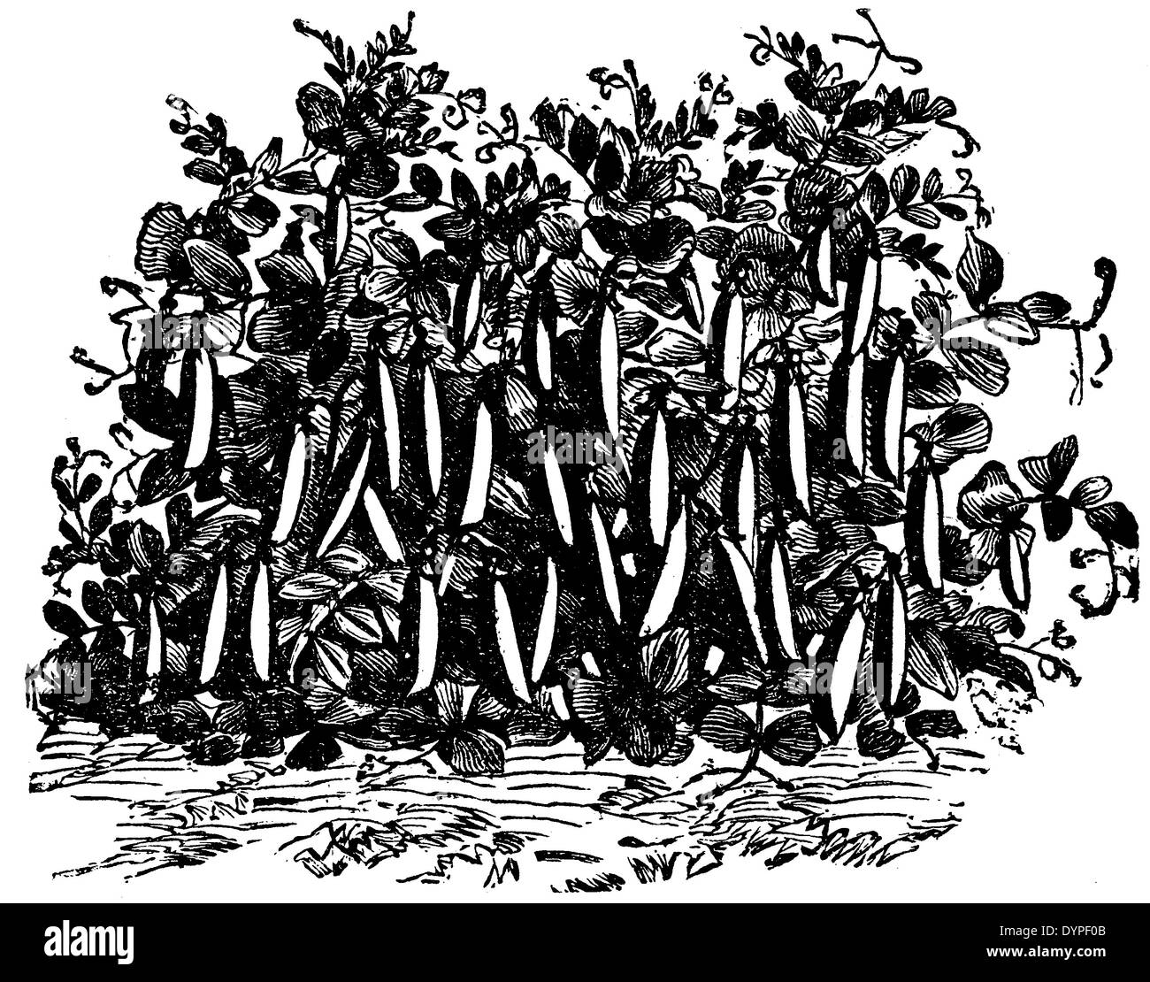 Botanical illustration wood pea hi-res stock photography and images - Alamy