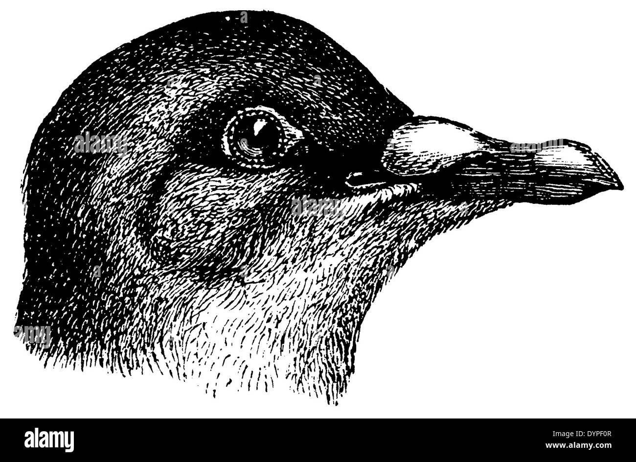 Dove : head Stock Photo - Alamy