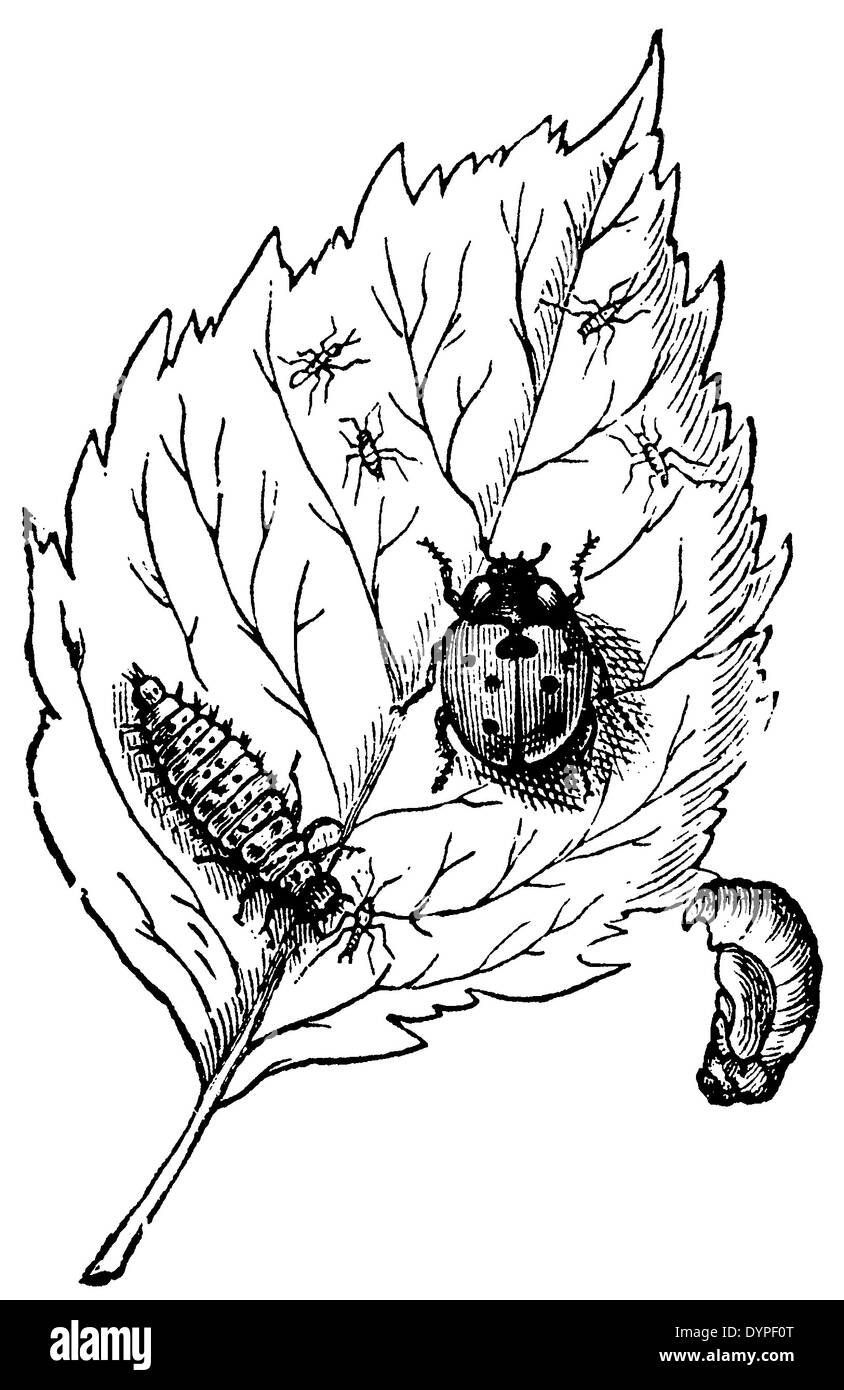 Ladybug pupa Black and White Stock Photos & Images - Alamy