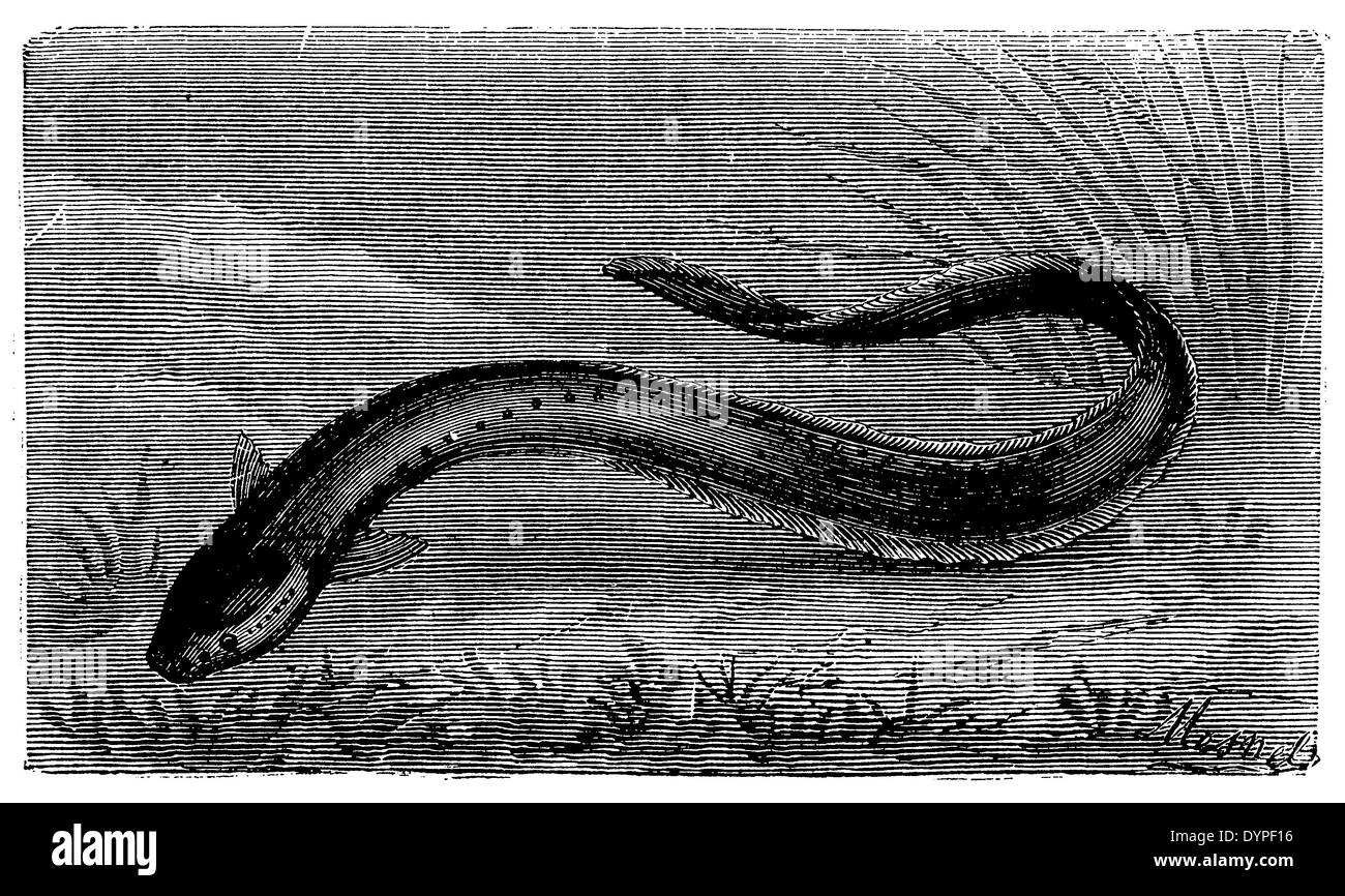 Electric eel Black and White Stock Photos & Images - Alamy