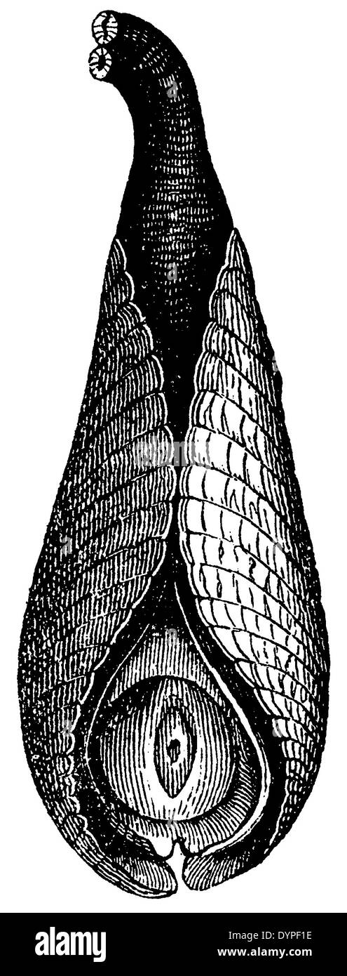 Shipworm hi-res stock photography and images - Alamy