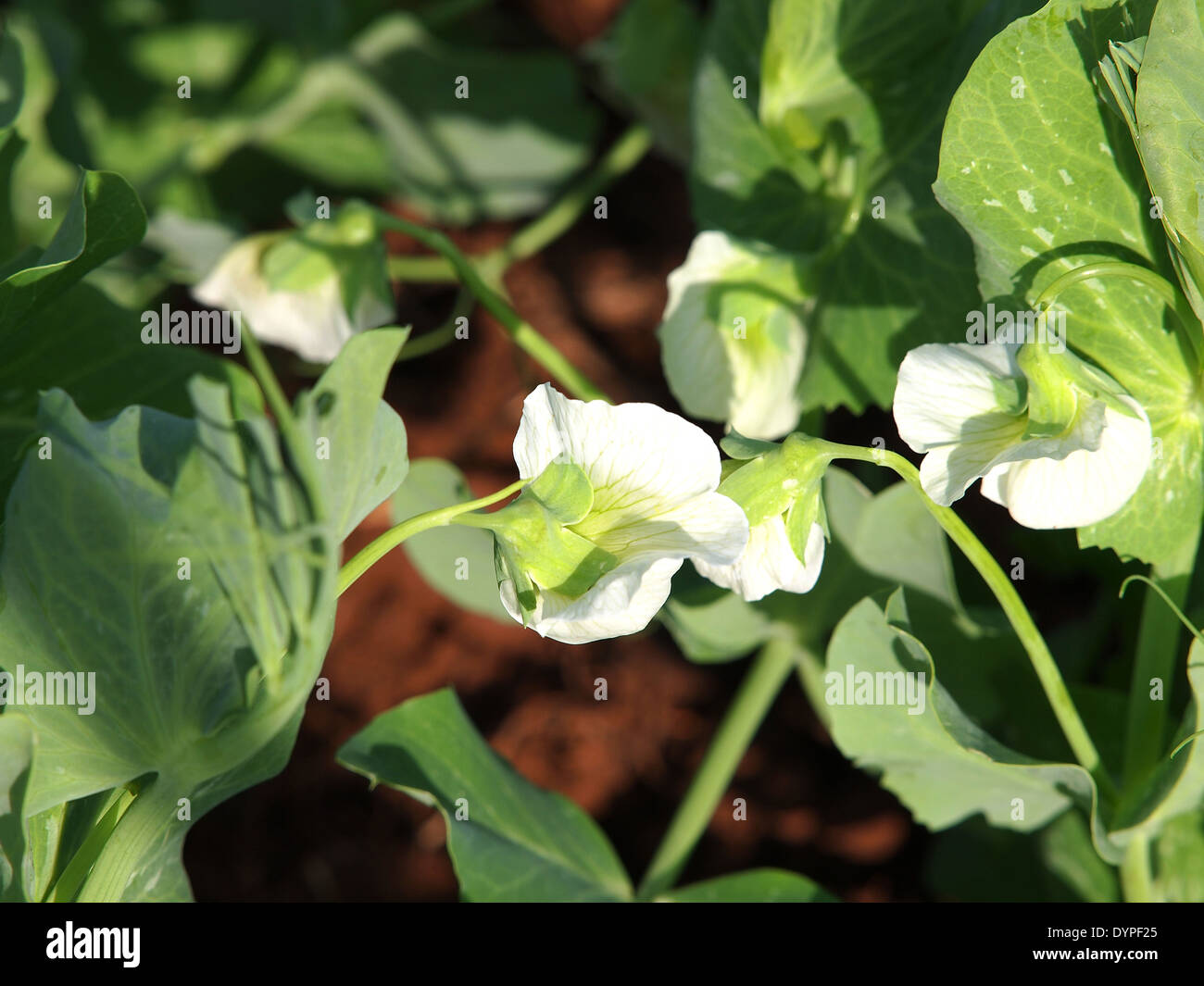 How to pick field peas hi-res stock photography and images - Alamy