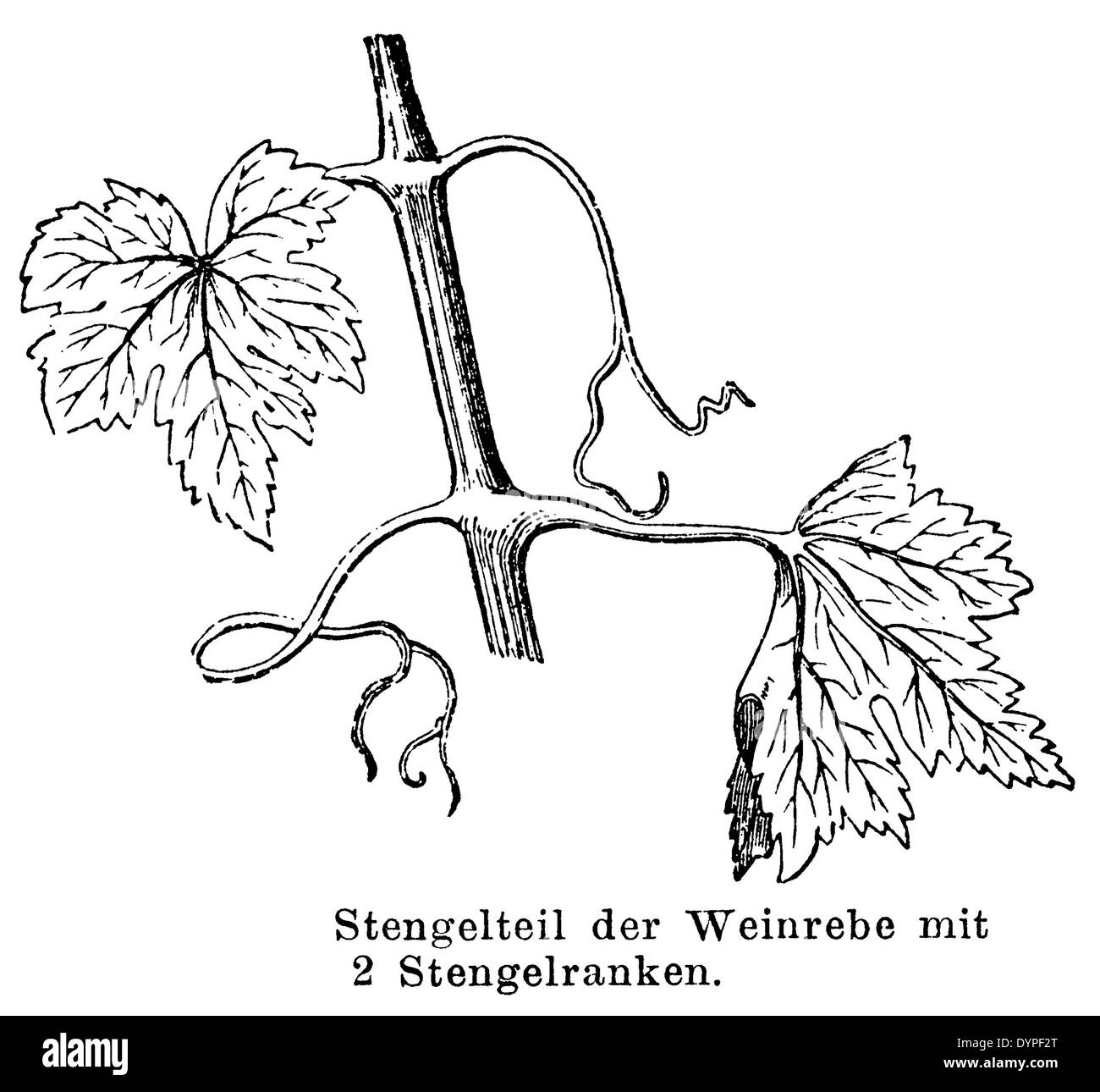 Grapevine Black and White Stock Photos & Images - Alamy