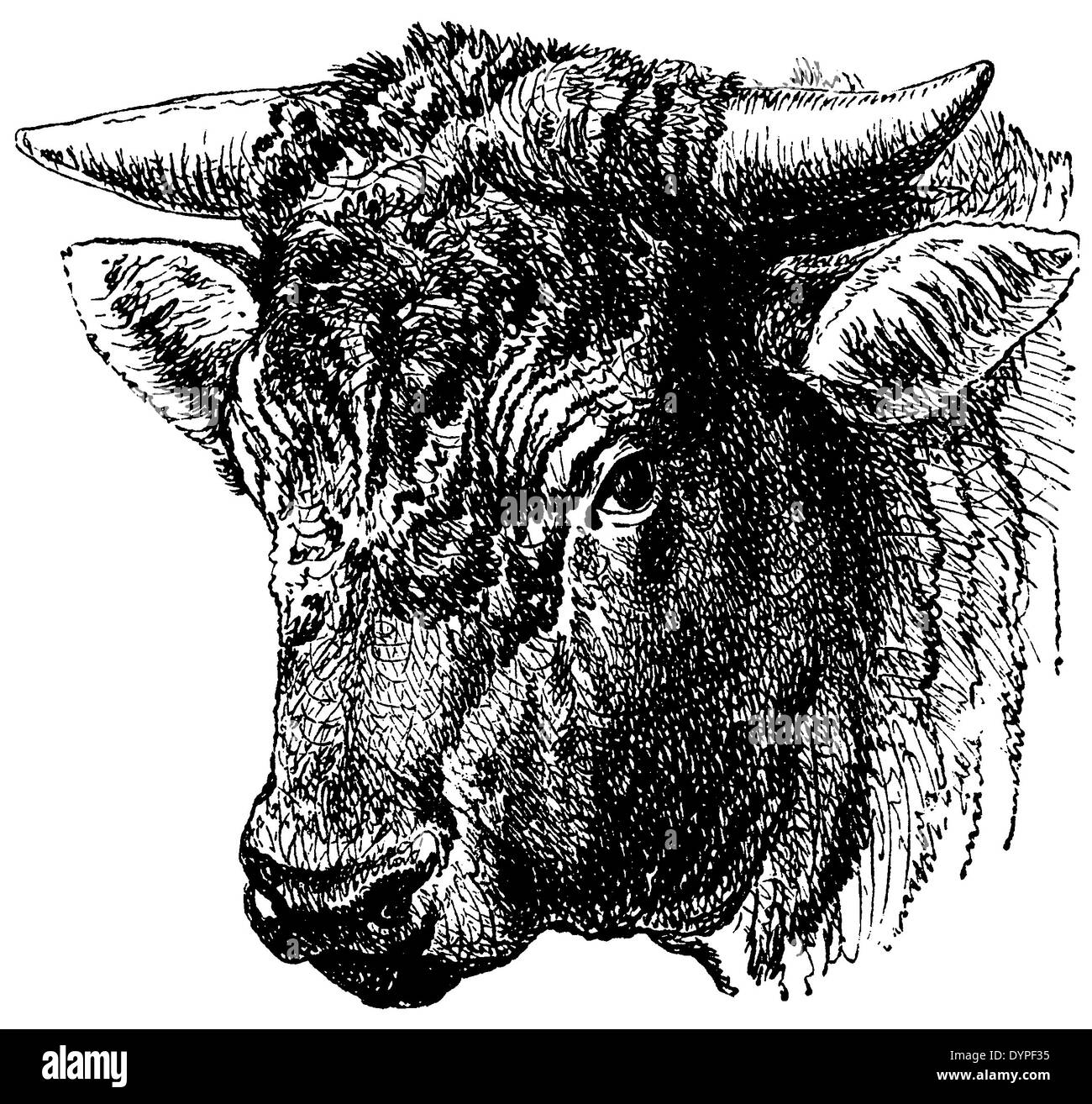 Pet bull engraving hi-res stock photography and images - Alamy