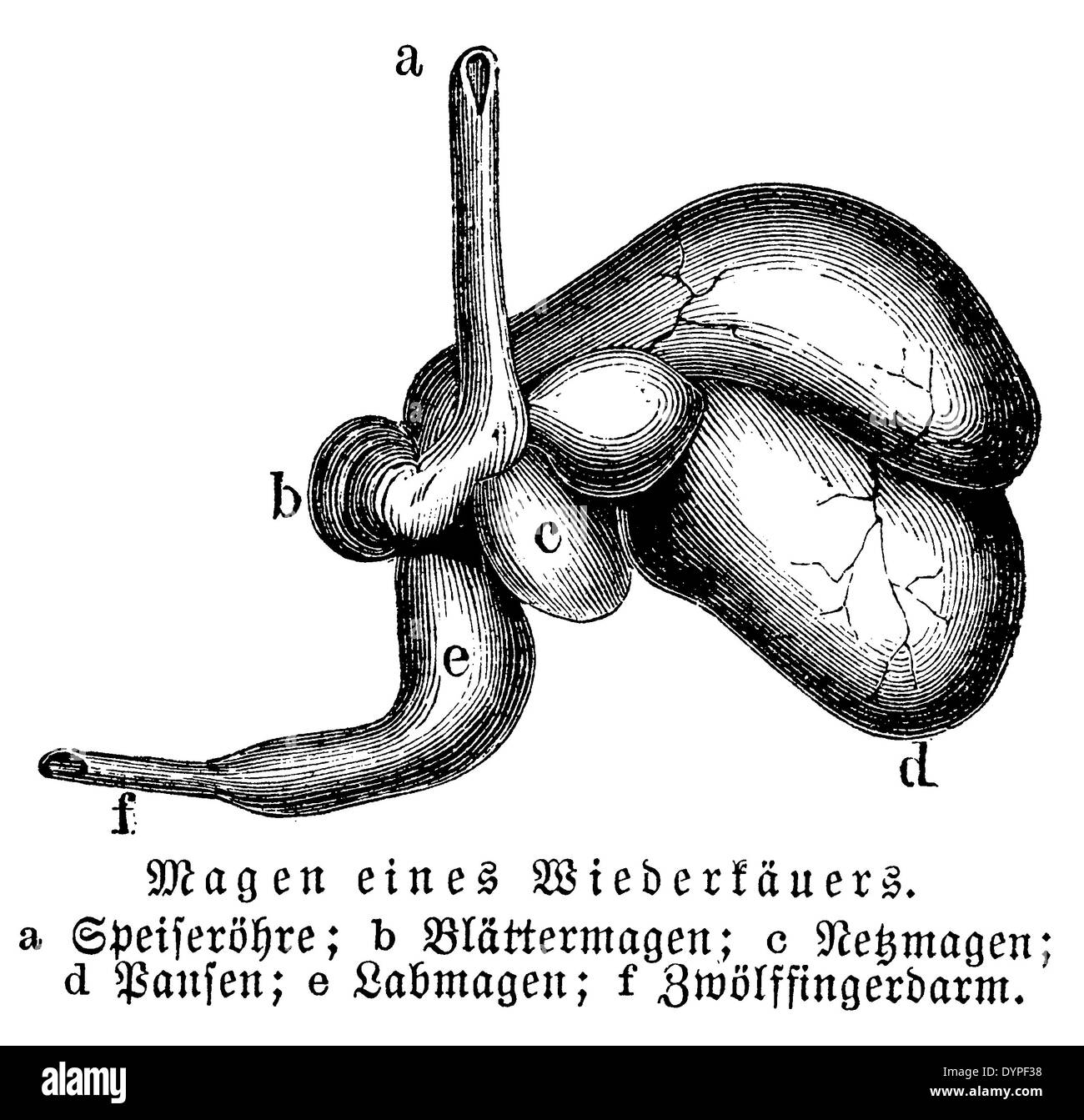 Ruminants Black and White Stock Photos & Images - Alamy