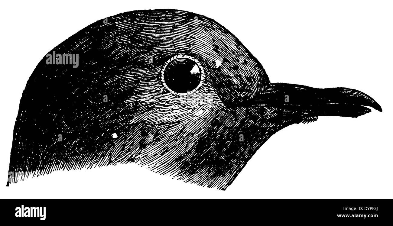 Dove head hi-res stock photography and images - Alamy