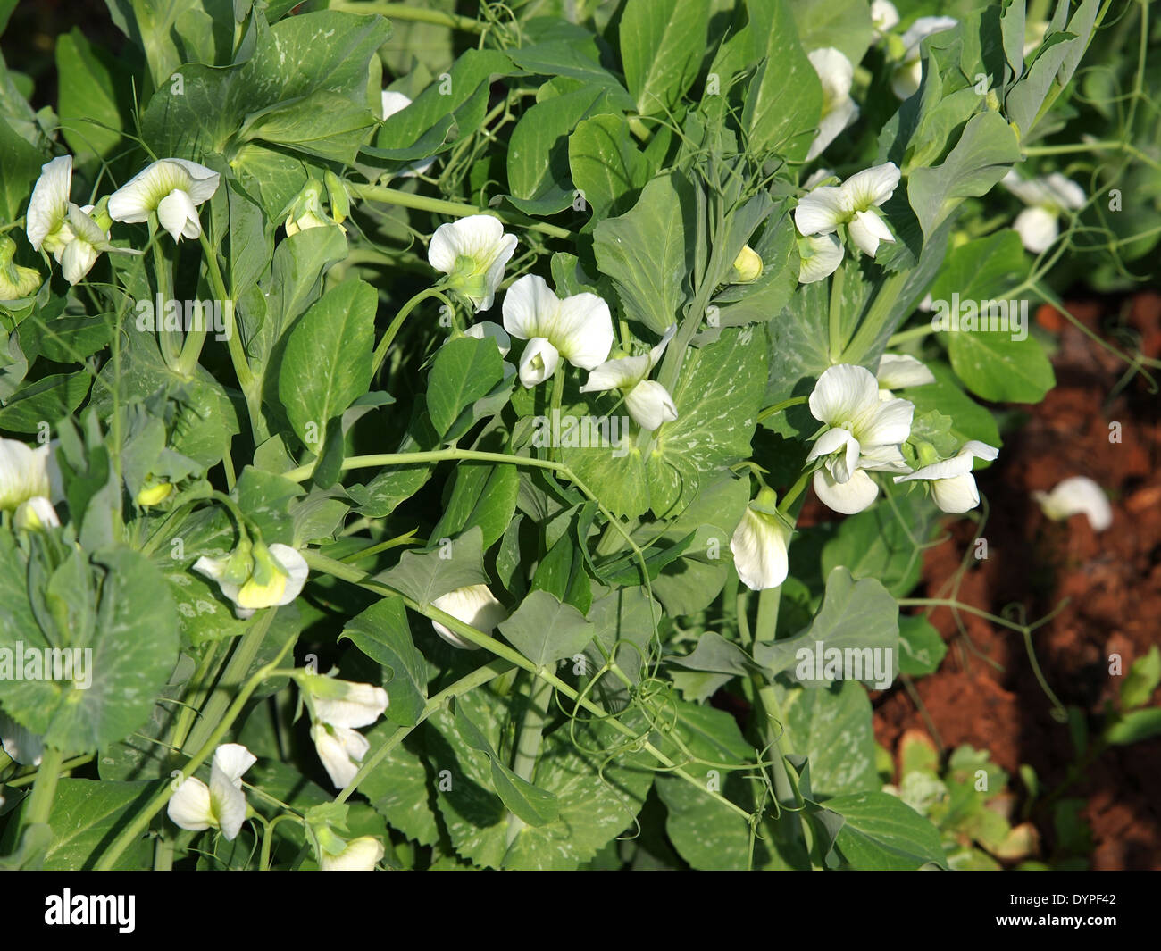 green peas growing on the farm Stock Photo - Alamy
