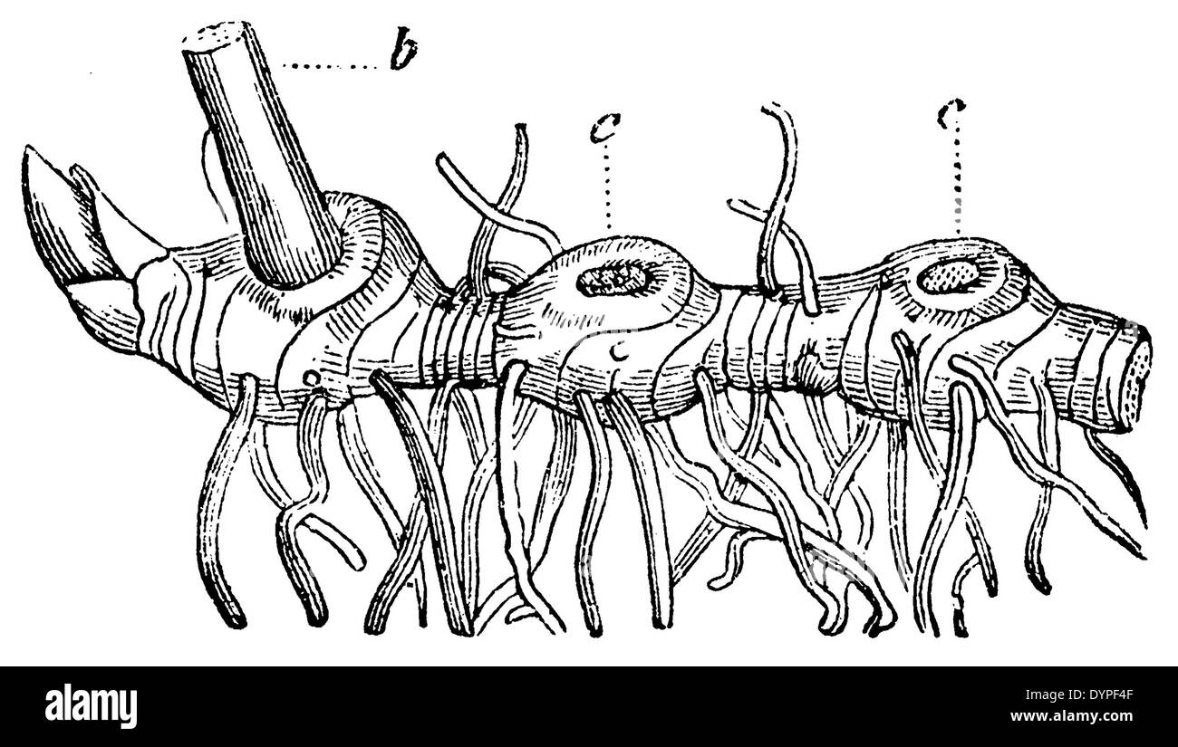 Rhizome plant Black and White Stock Photos & Images - Alamy