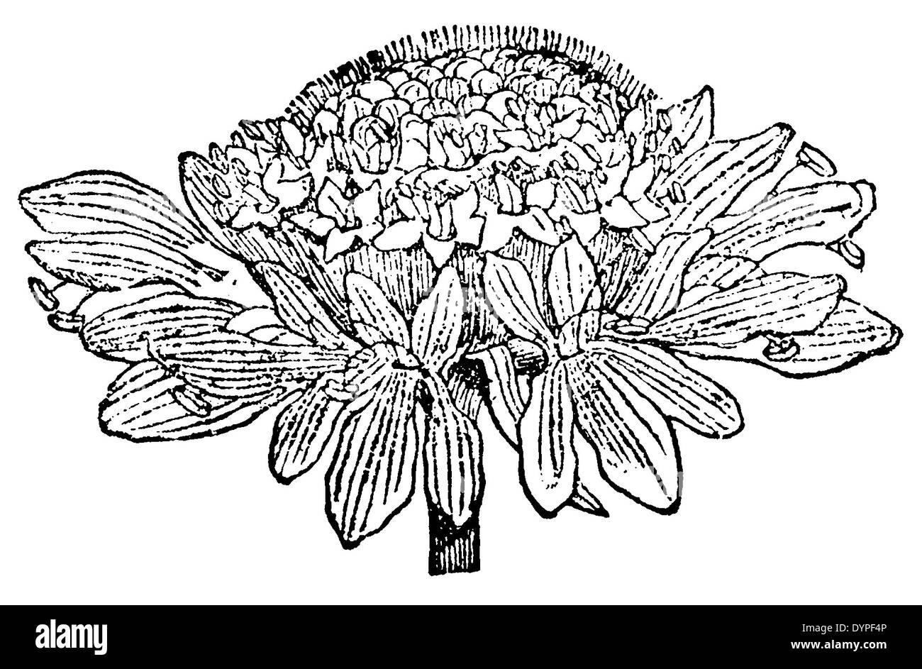 Scabiosa : Flower Stock Photo - Alamy