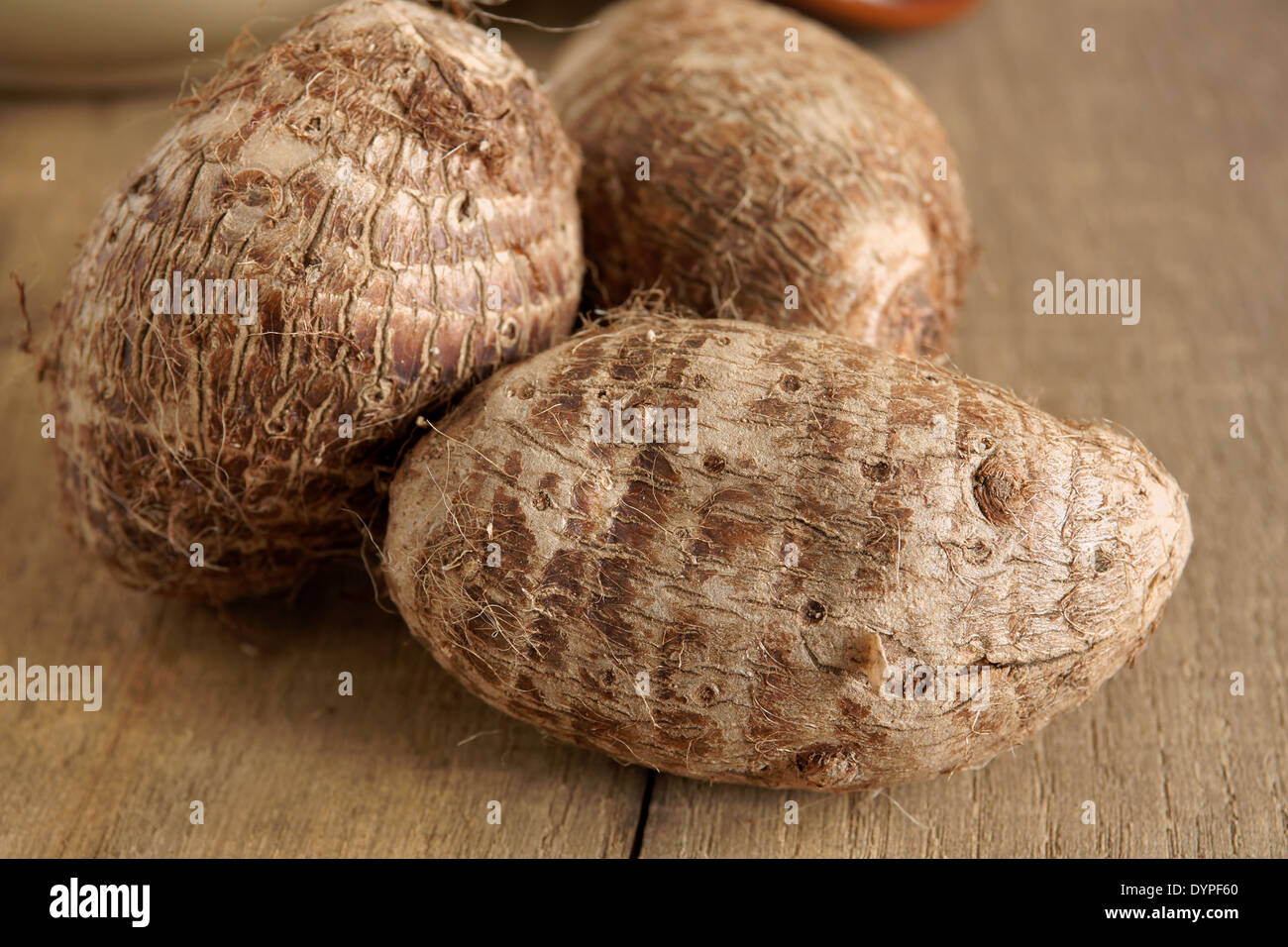 Eddoe or Eddo a tropical root vegetable latin name Colocasia antiquorum ...