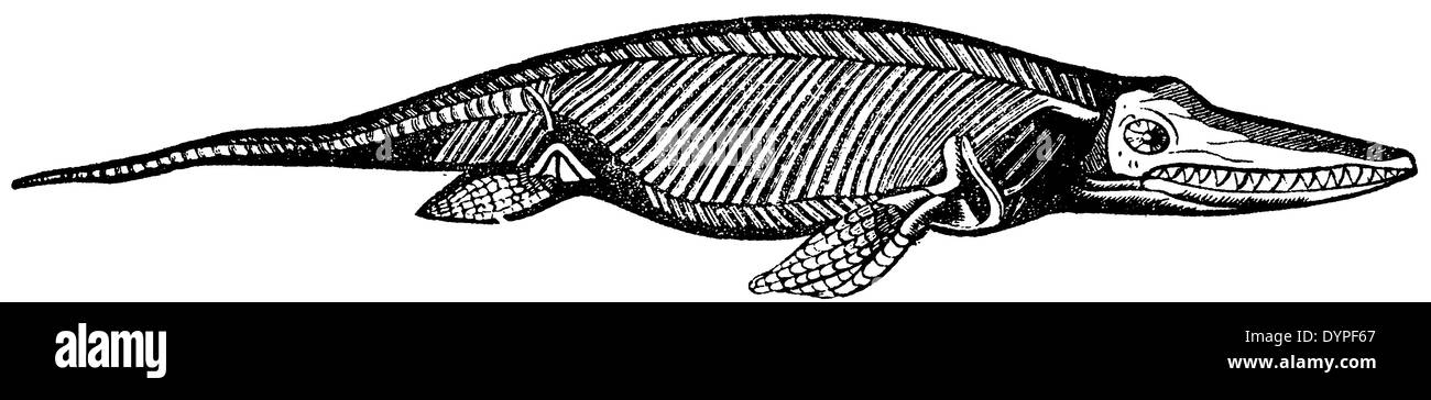 Ichthyosaurus communis hi-res stock photography and images - Alamy