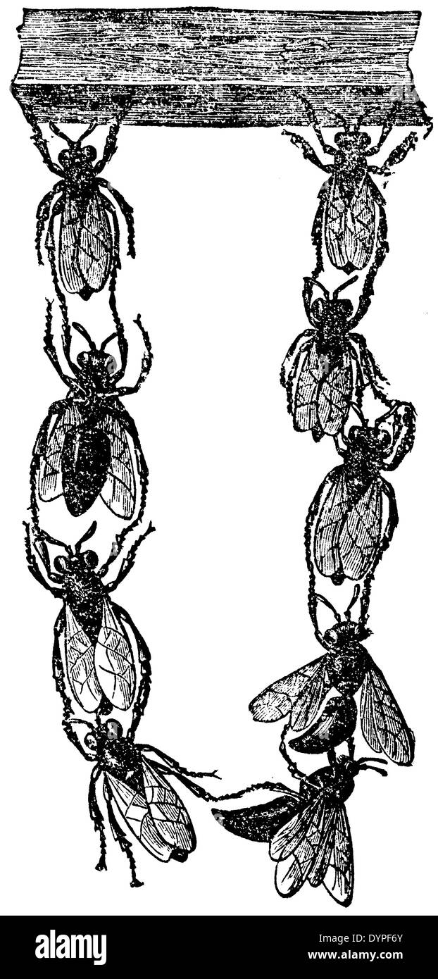 honey bees, making wax Stock Photo - Alamy