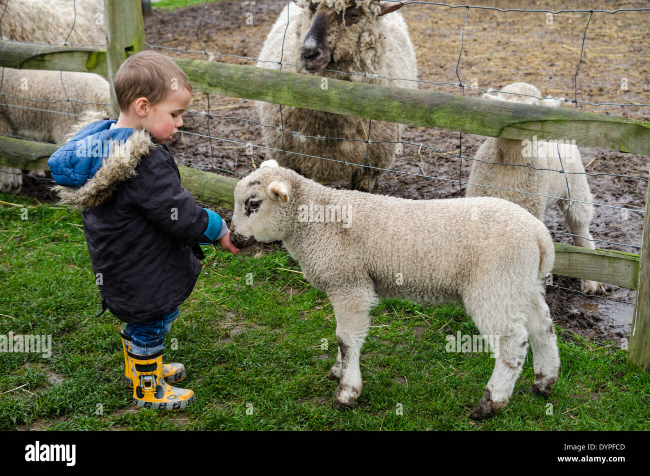 A young boy feeding a lamb at an urban farm Stock Photo - Alamy