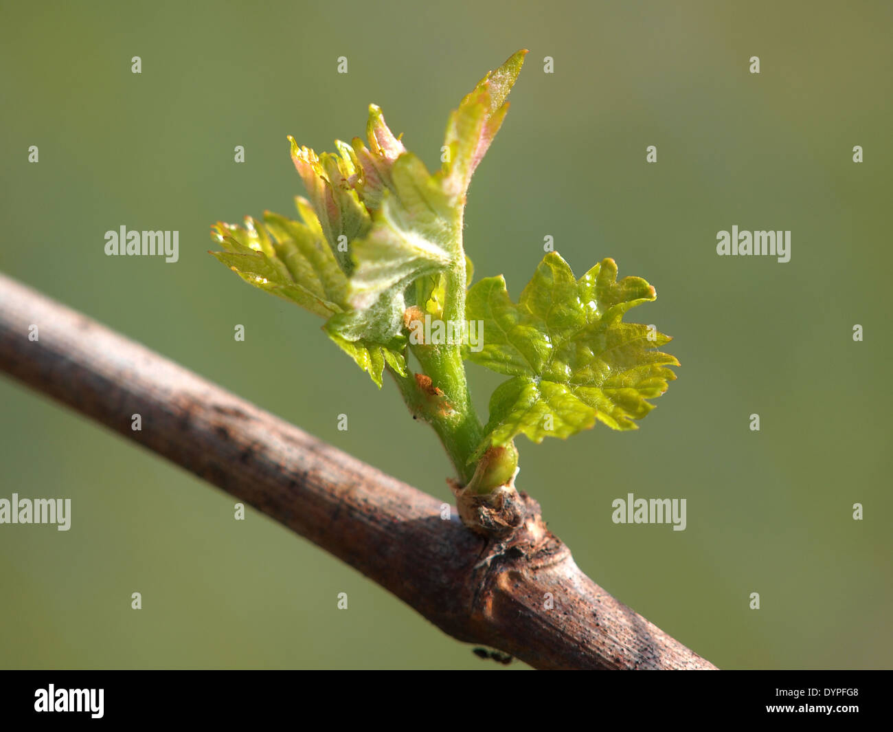 Spring buds sprouting on a grape vine in the vineyard Stock Photo - Alamy