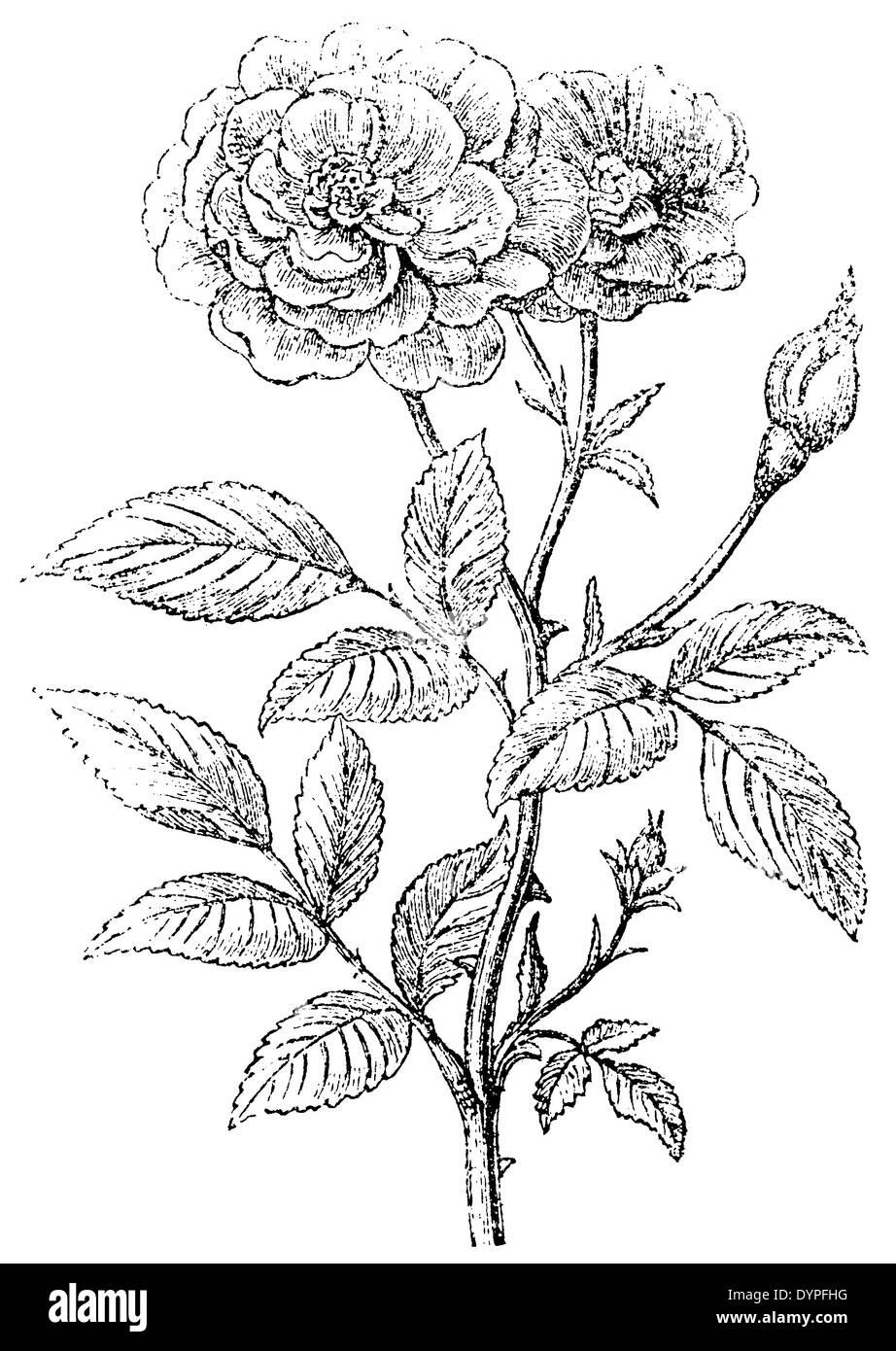 Jawaharlal Nehru Sketch With Rose