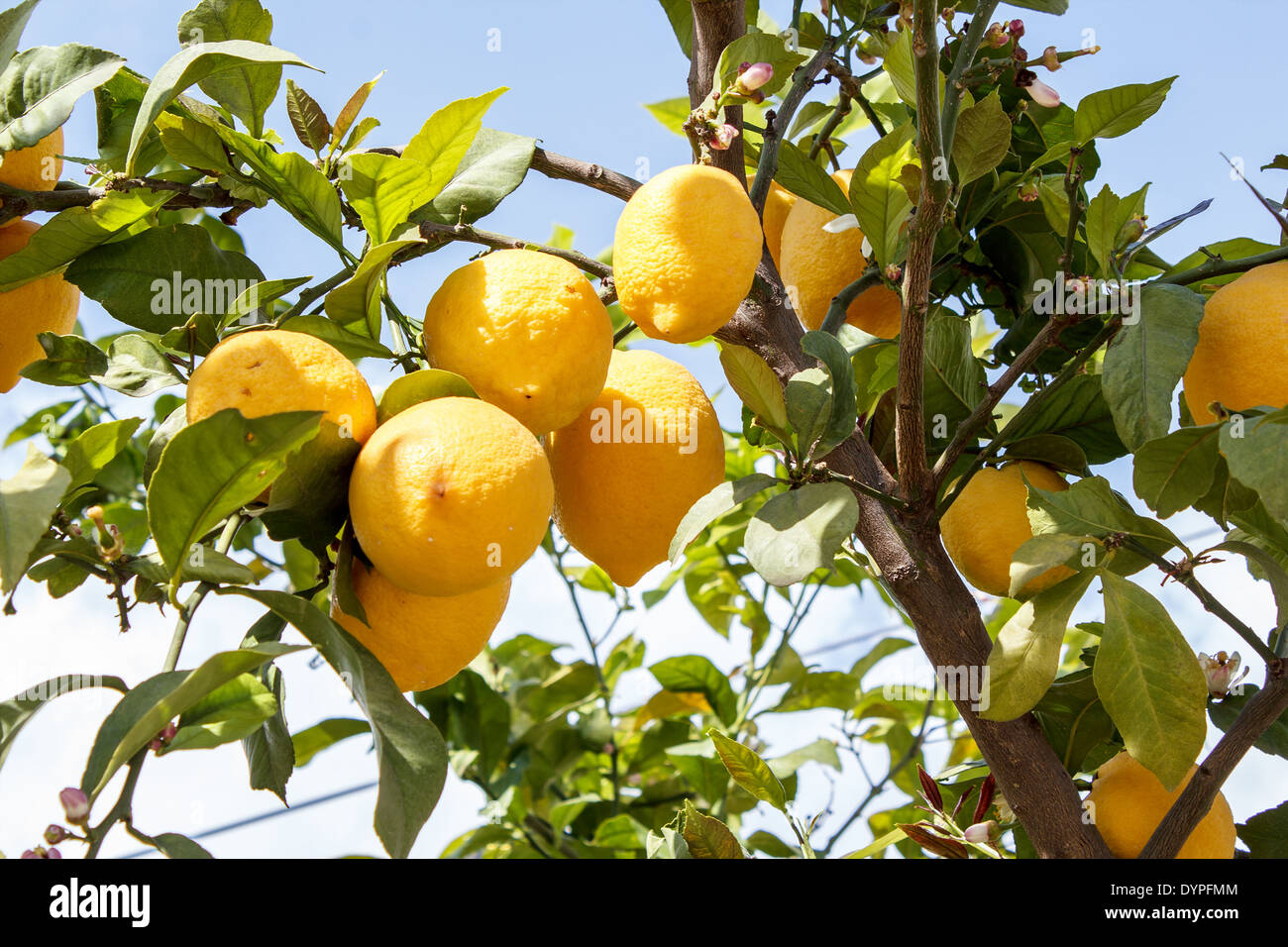 Lemon tree branch with leaves on blue sky background Stock Photo - Alamy