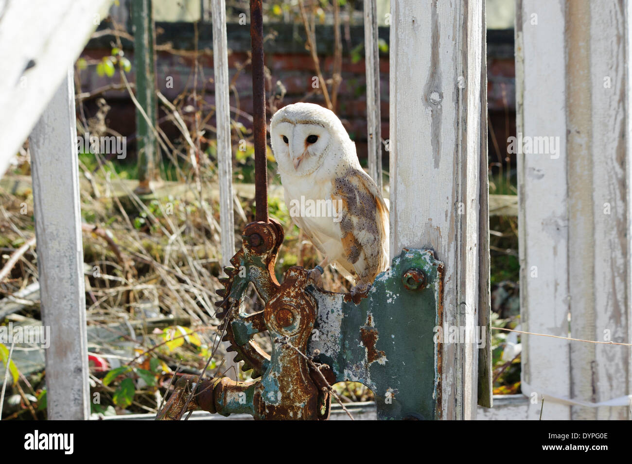 Barn owl tree hi-res stock photography and images - Alamy