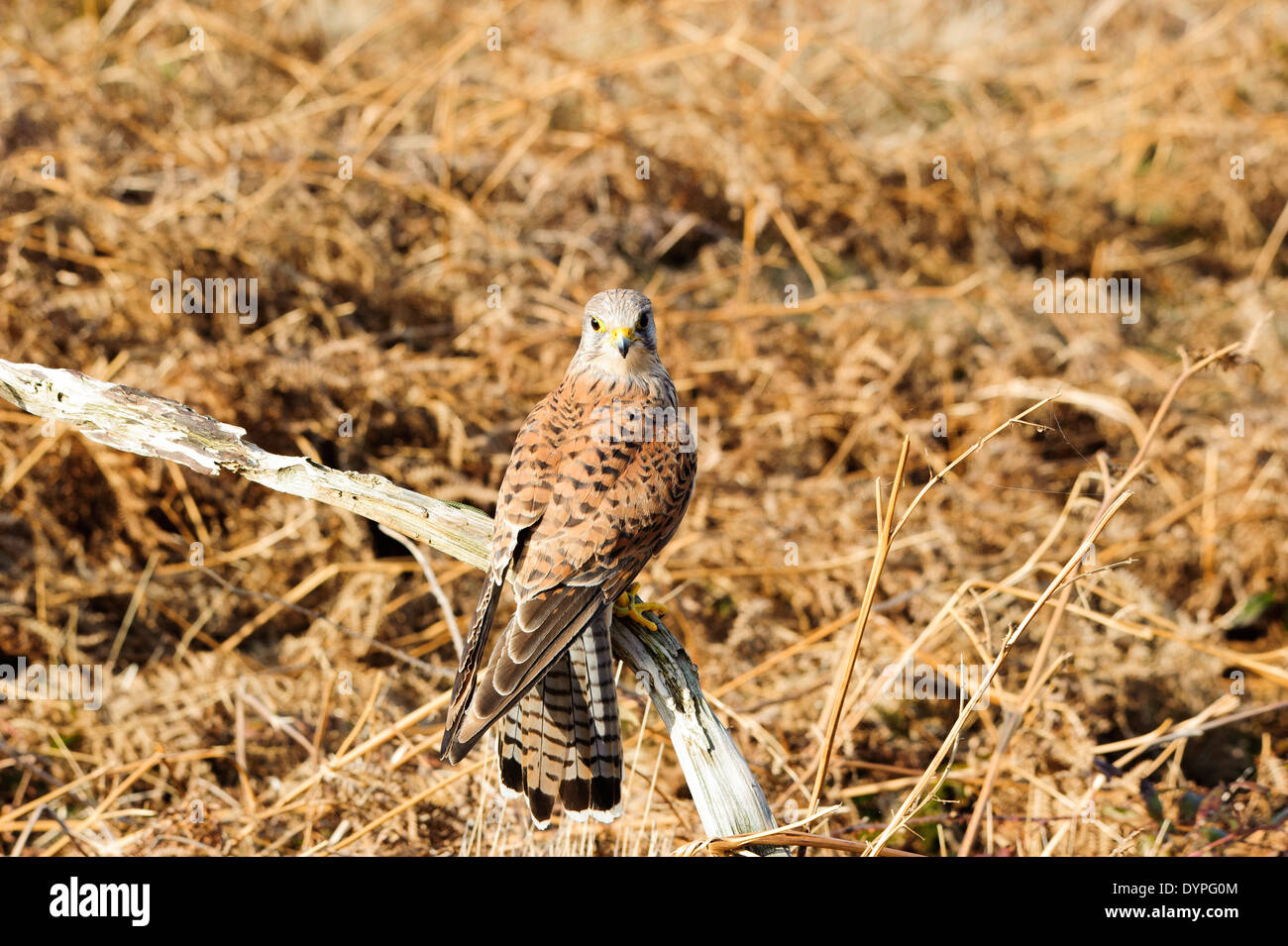Kestrel images hi-res stock photography and images - Alamy