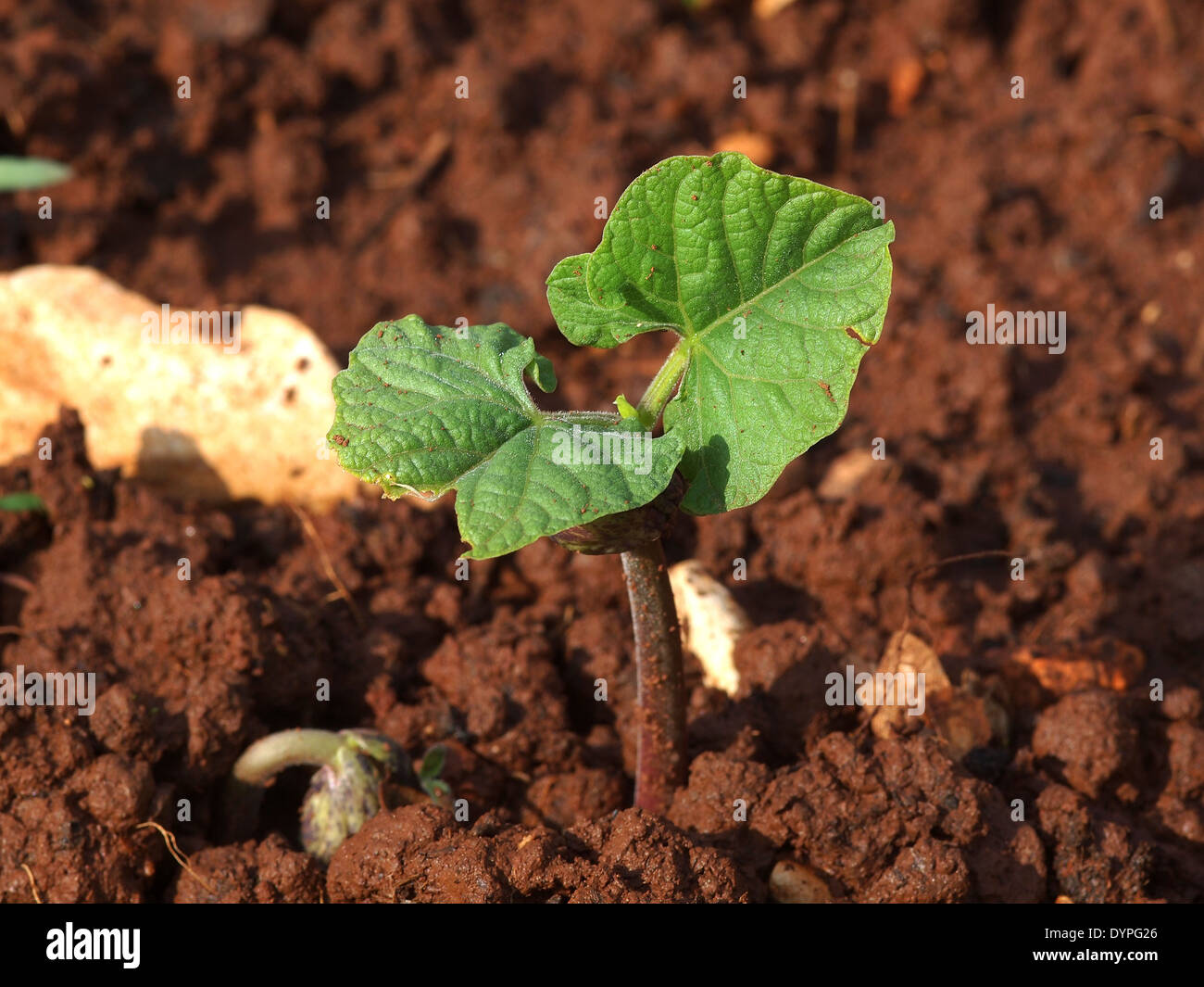 French beans in garden hi-res stock photography and images - Alamy
