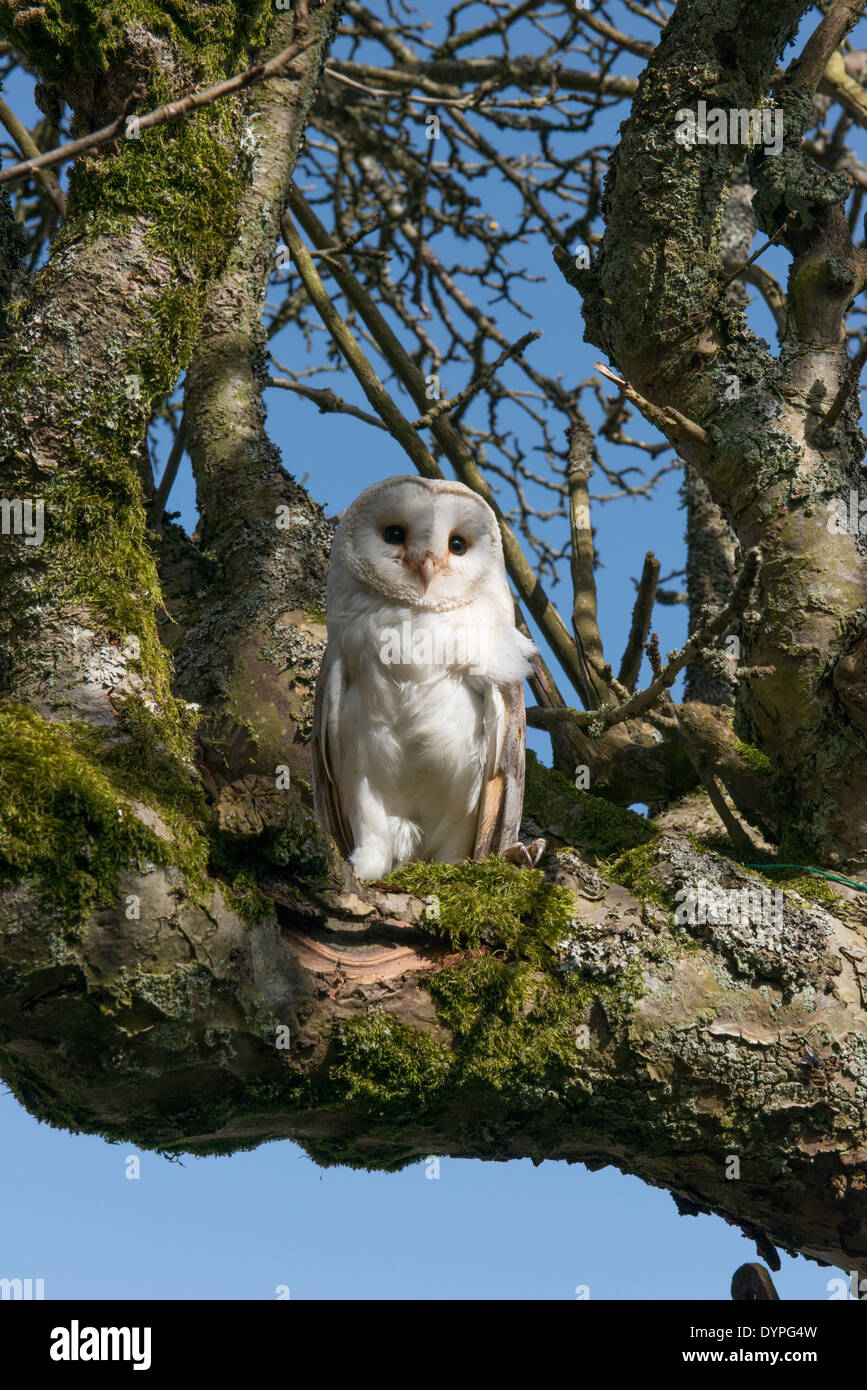 Barn owl tree hi-res stock photography and images - Alamy