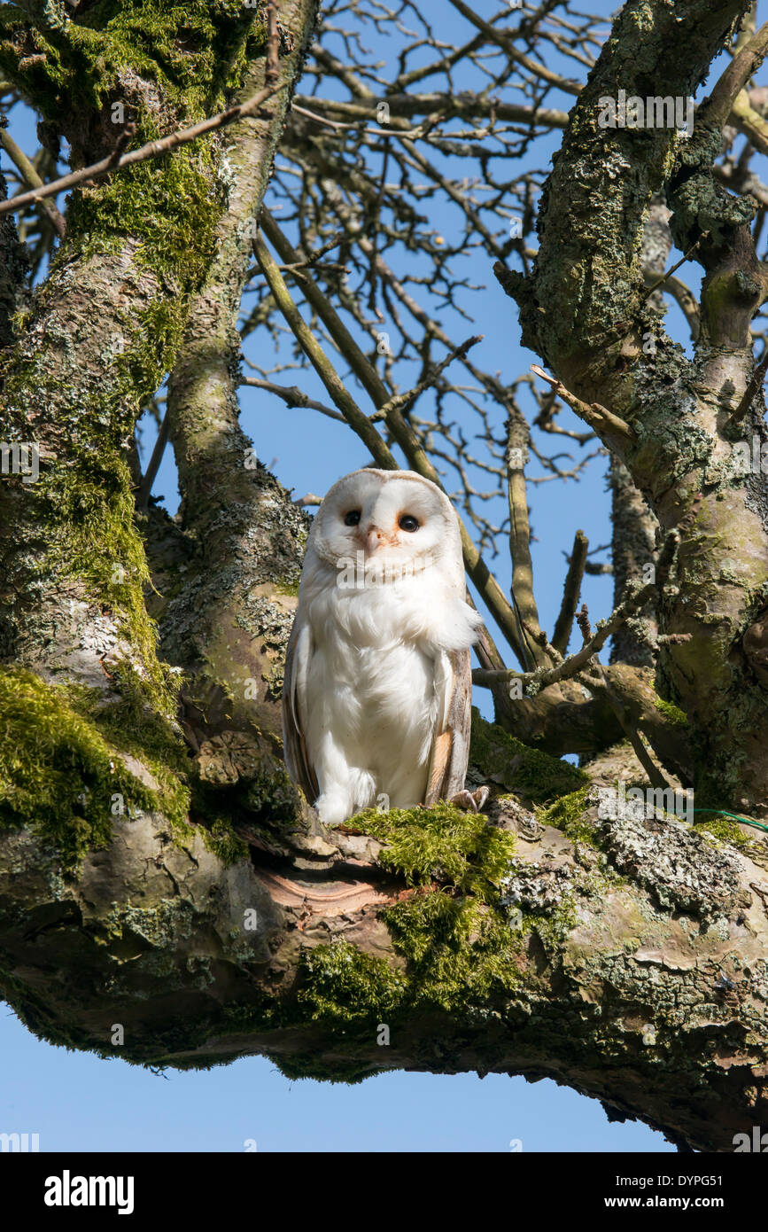 Barn owl tree hi-res stock photography and images - Alamy
