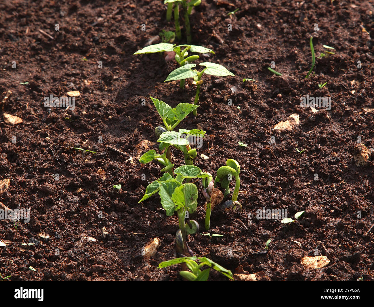 French beans sprout with two leafs in vegetable garden Stock Photo - Alamy