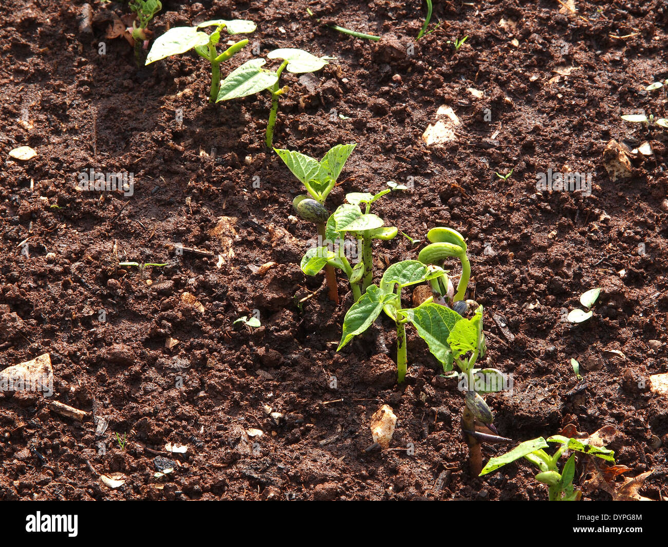 French beans sprout with two leafs in vegetable garden Stock Photo - Alamy