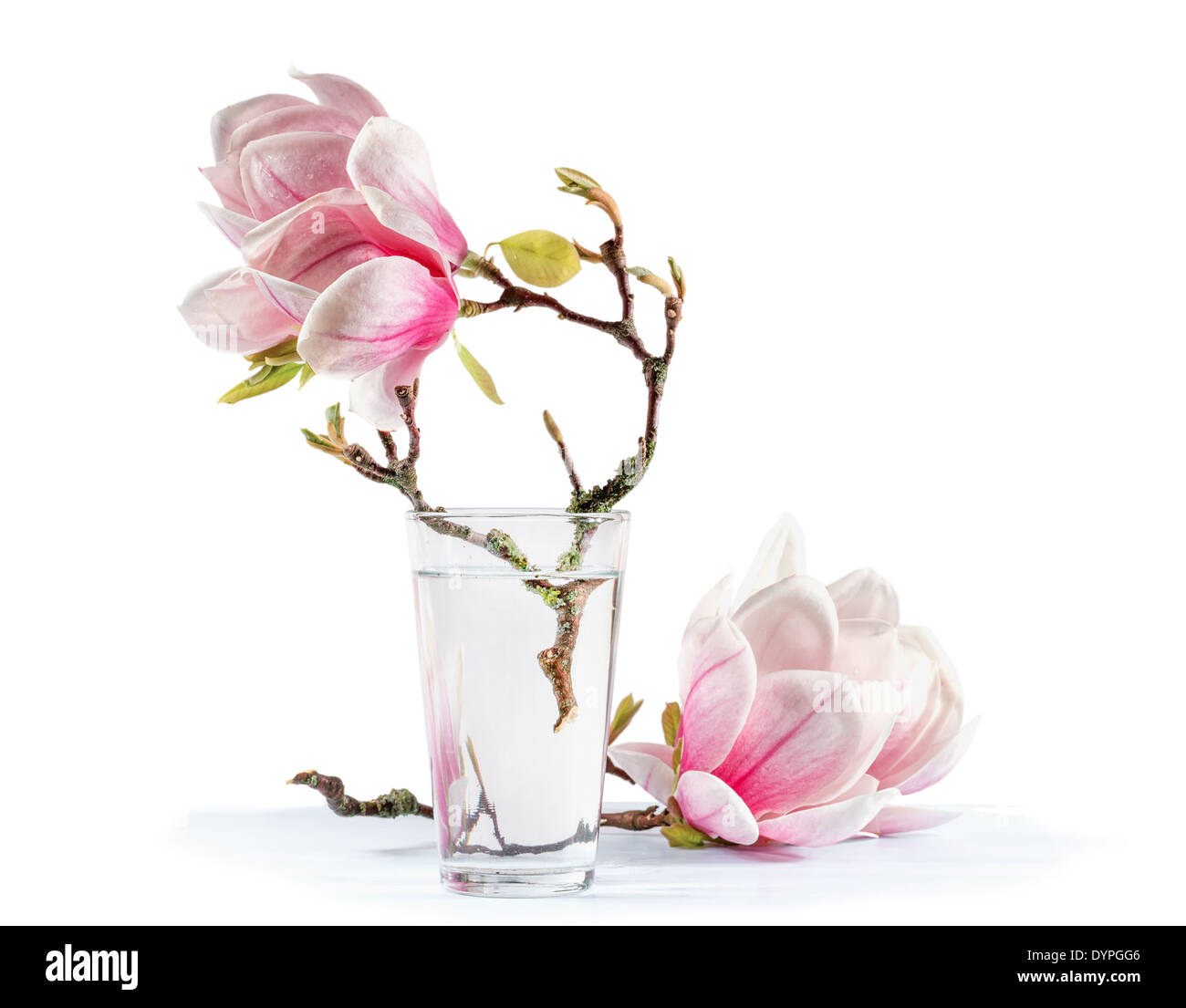 Southern magnolia tree Cut Out Stock Images & Pictures - Alamy