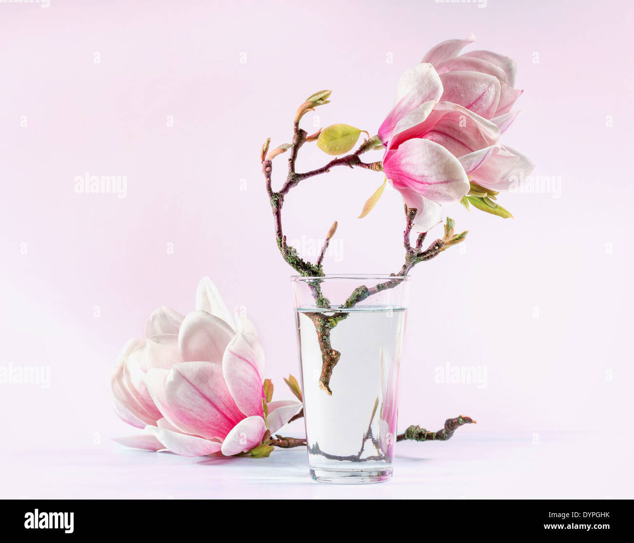 Still life with blooming magnolia Stock Photo - Alamy