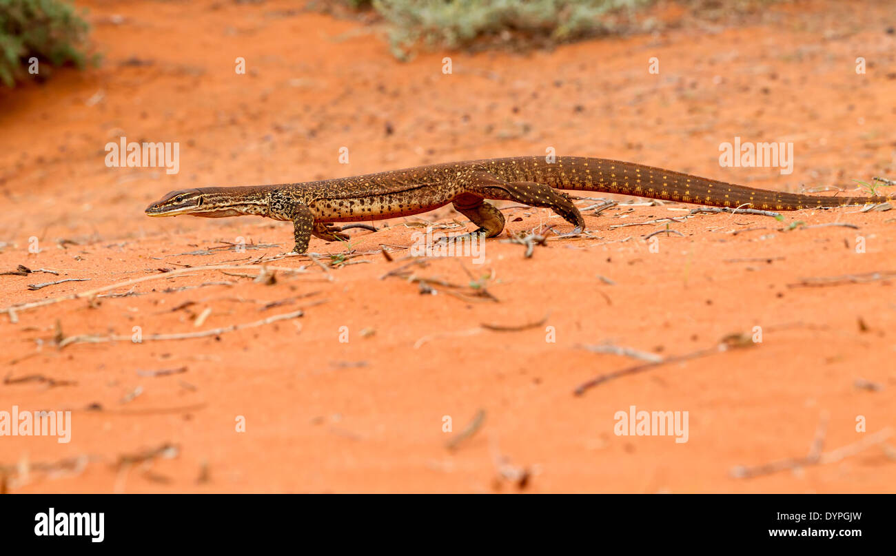Sand monitor varanus gouldii hi-res stock photography and images - Alamy