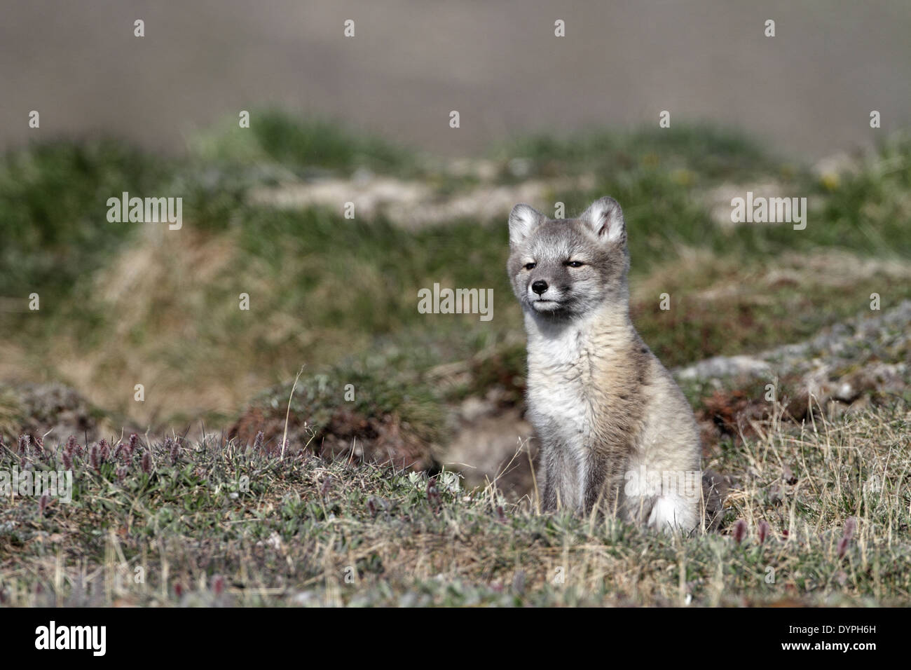 Arctic fox cub hi-res stock photography and images - Alamy