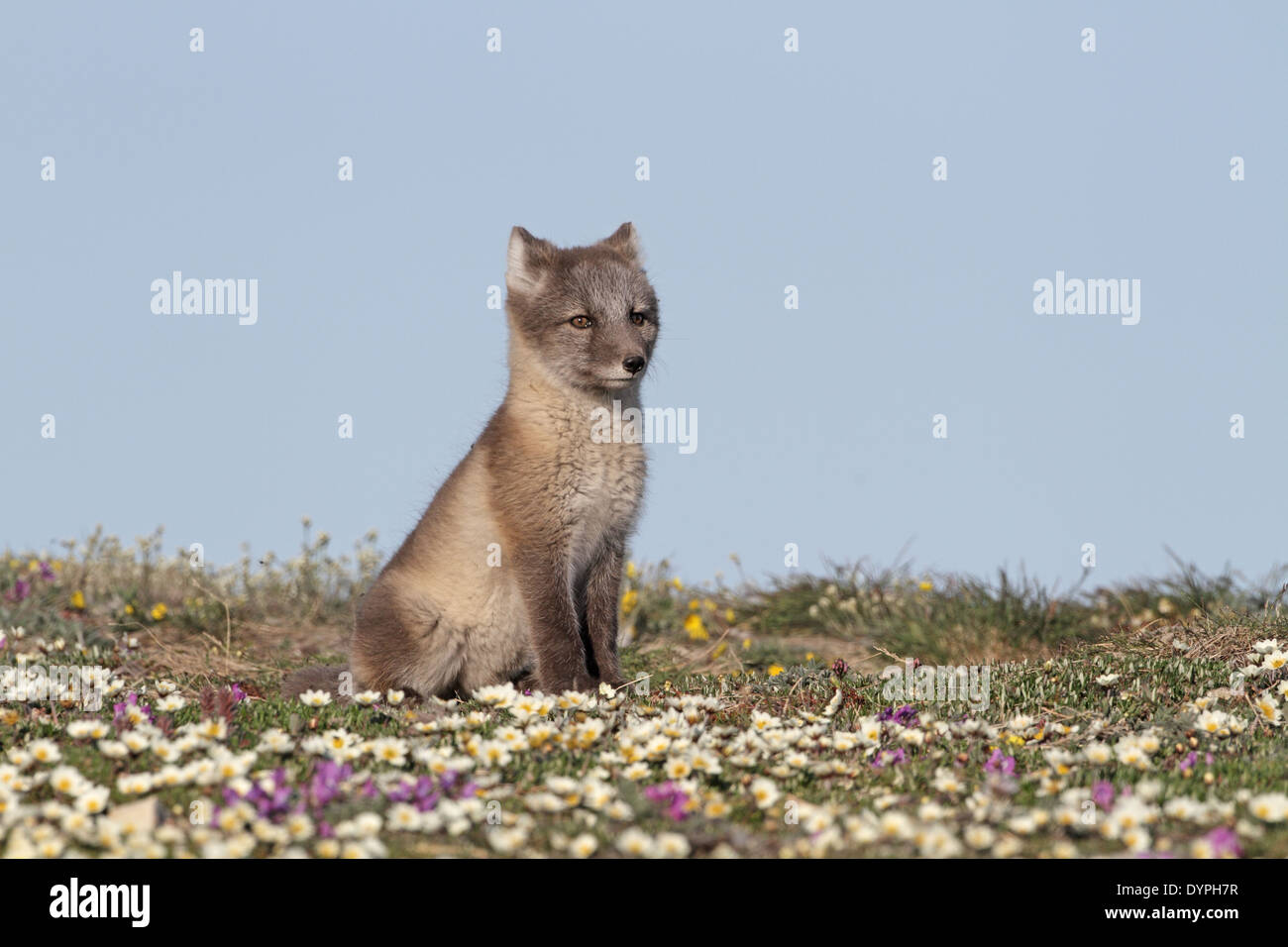 Arctic Fox Den High Resolution Stock Photography and Images - Alamy