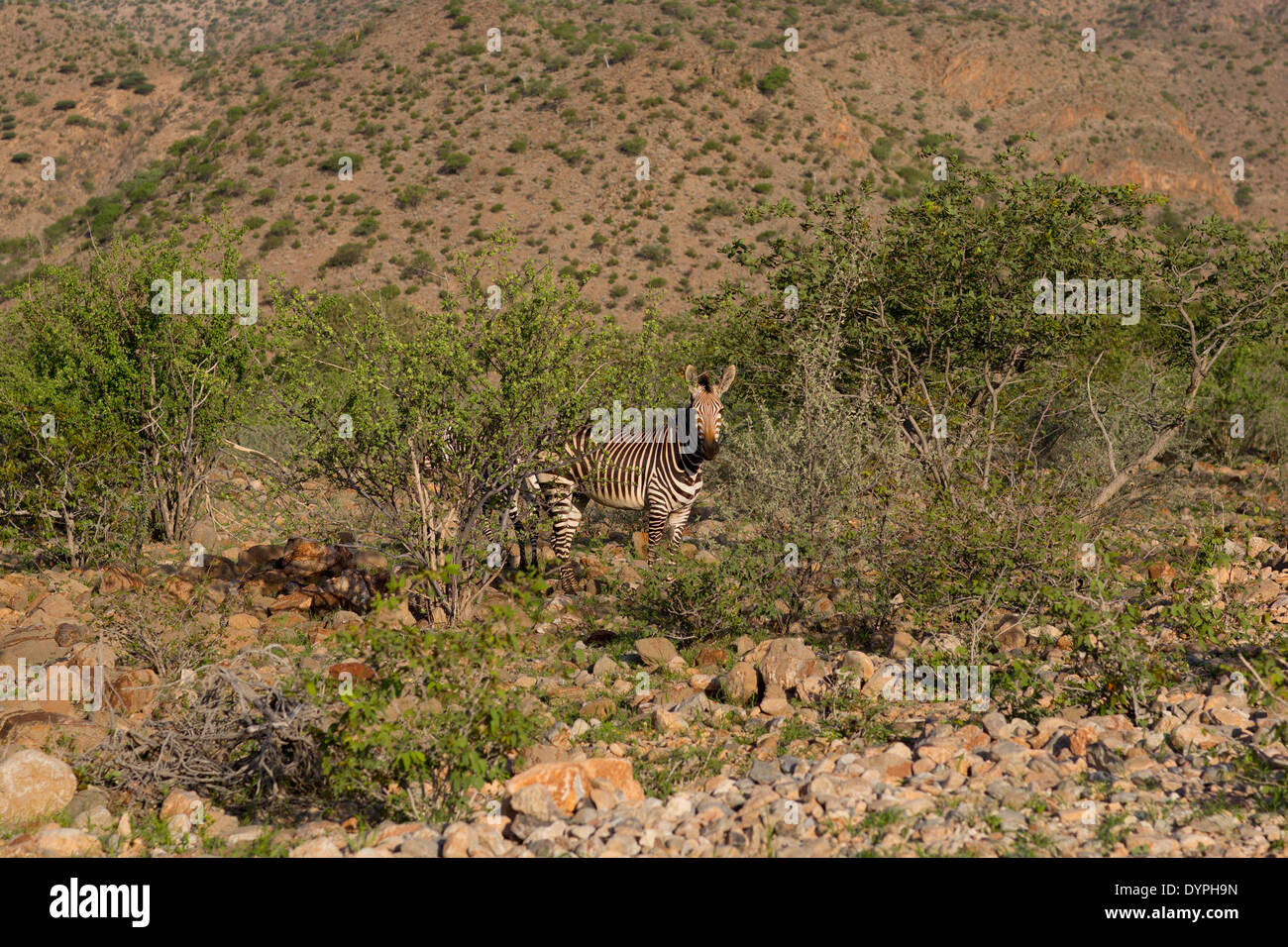 Hartman mountain zebra hi-res stock photography and images - Alamy