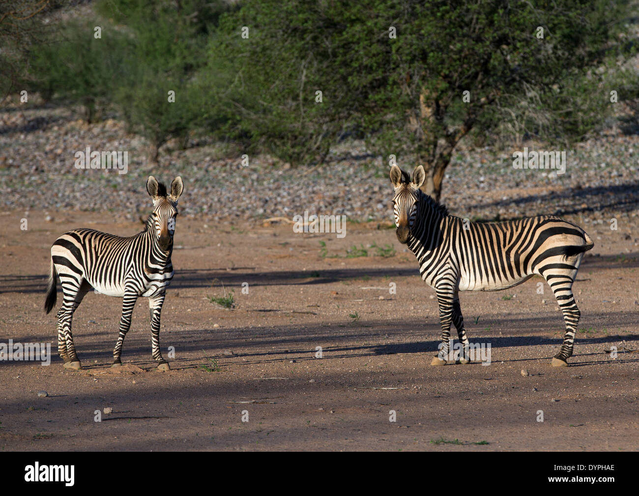 Hartman mountain zebra hi-res stock photography and images - Alamy