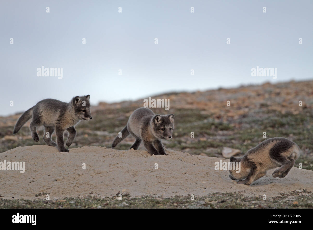 Arctic Fox cubs, Vulpes lagopus, playing Stock Photo - Alamy