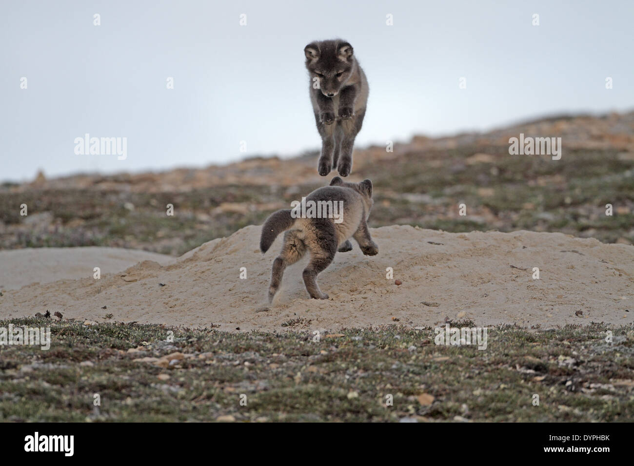 Leaping fox hi-res stock photography and images - Alamy