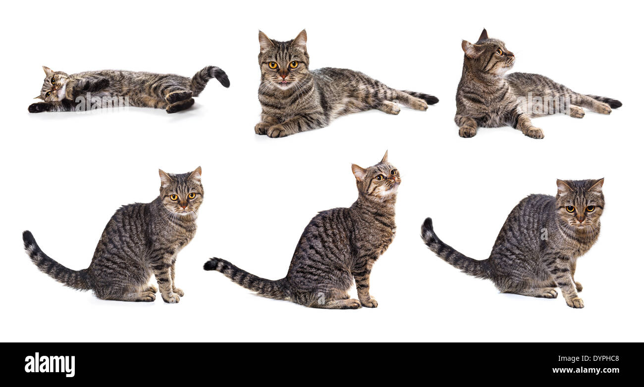 European cat on a white background in different angles Stock Photo - Alamy