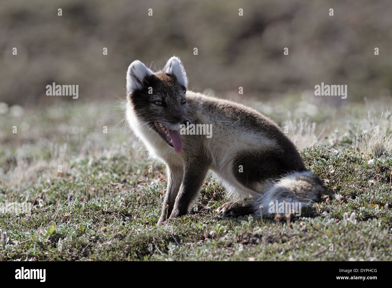 Male Fox High Resolution Stock Photography and Images - Alamy