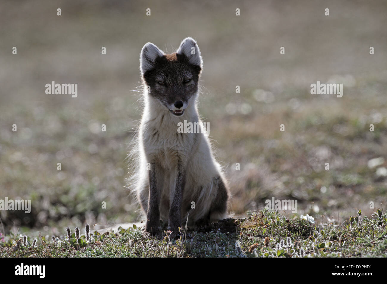 Arctic Fox, Vulpes lagopus, male Stock Photo - Alamy