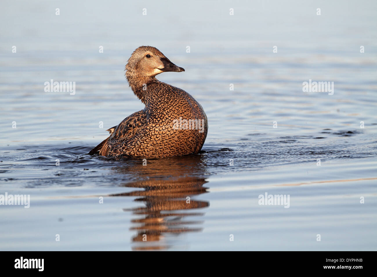 King Eider, Somateria spectabilis, female stretching from water Stock ...