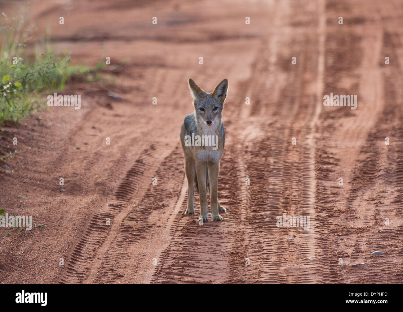 Chacal in nature hi-res stock photography and images - Alamy