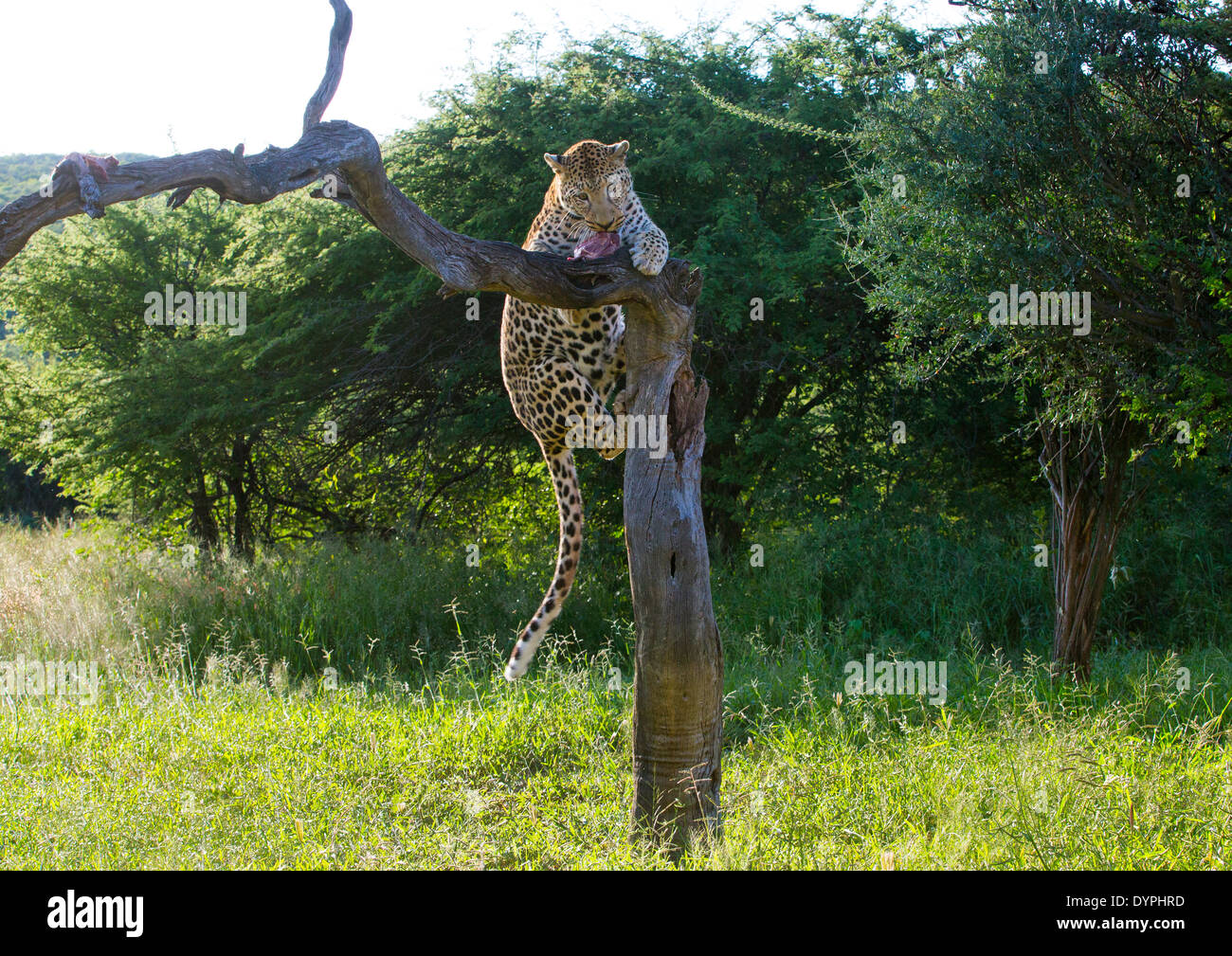 Wild African Leopard In Tree, Okonjima, Namibia Stock Photo - Alamy