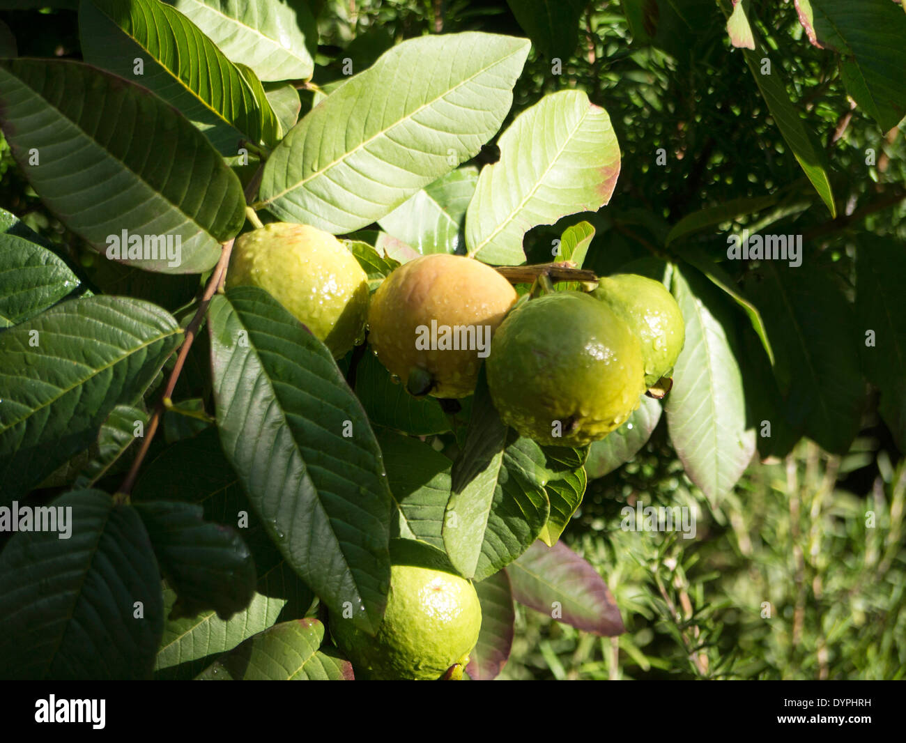 Guava tree in Greek garden, ripe and ripening fruit Stock Photo - Alamy