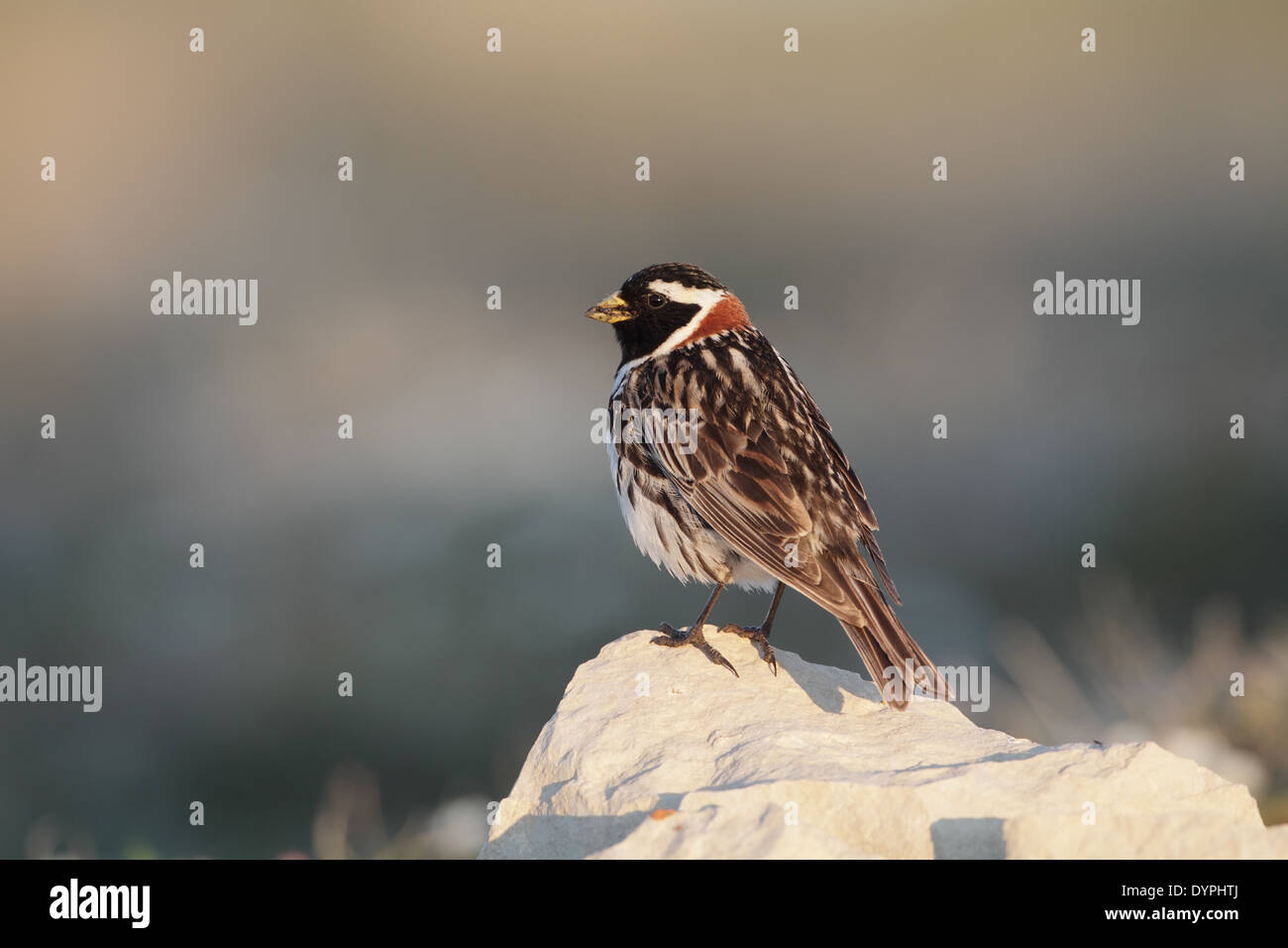 Lapland Longspur (Bunting), Calcarius lapponicus, male on breeding ...
